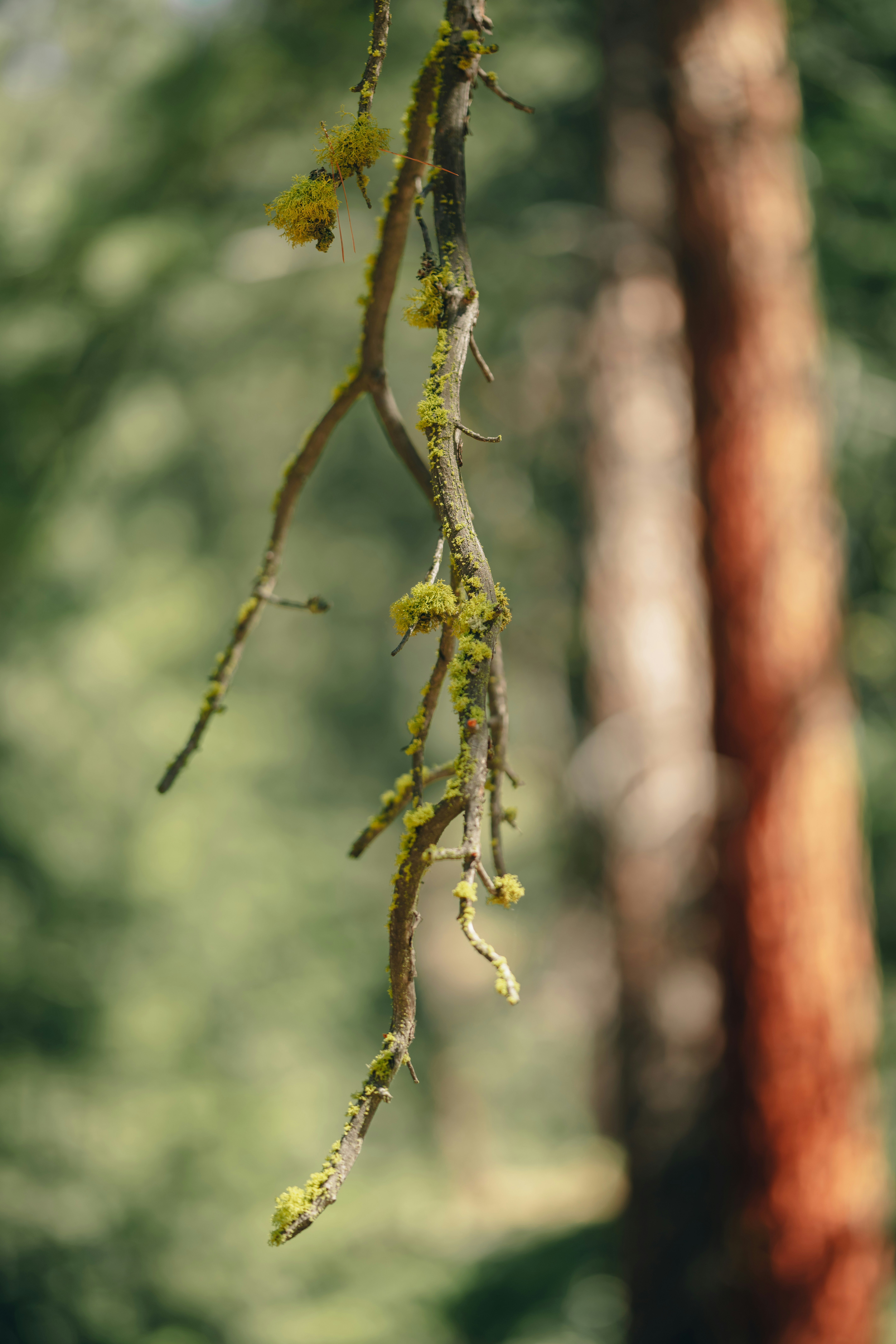 a close up of a plant