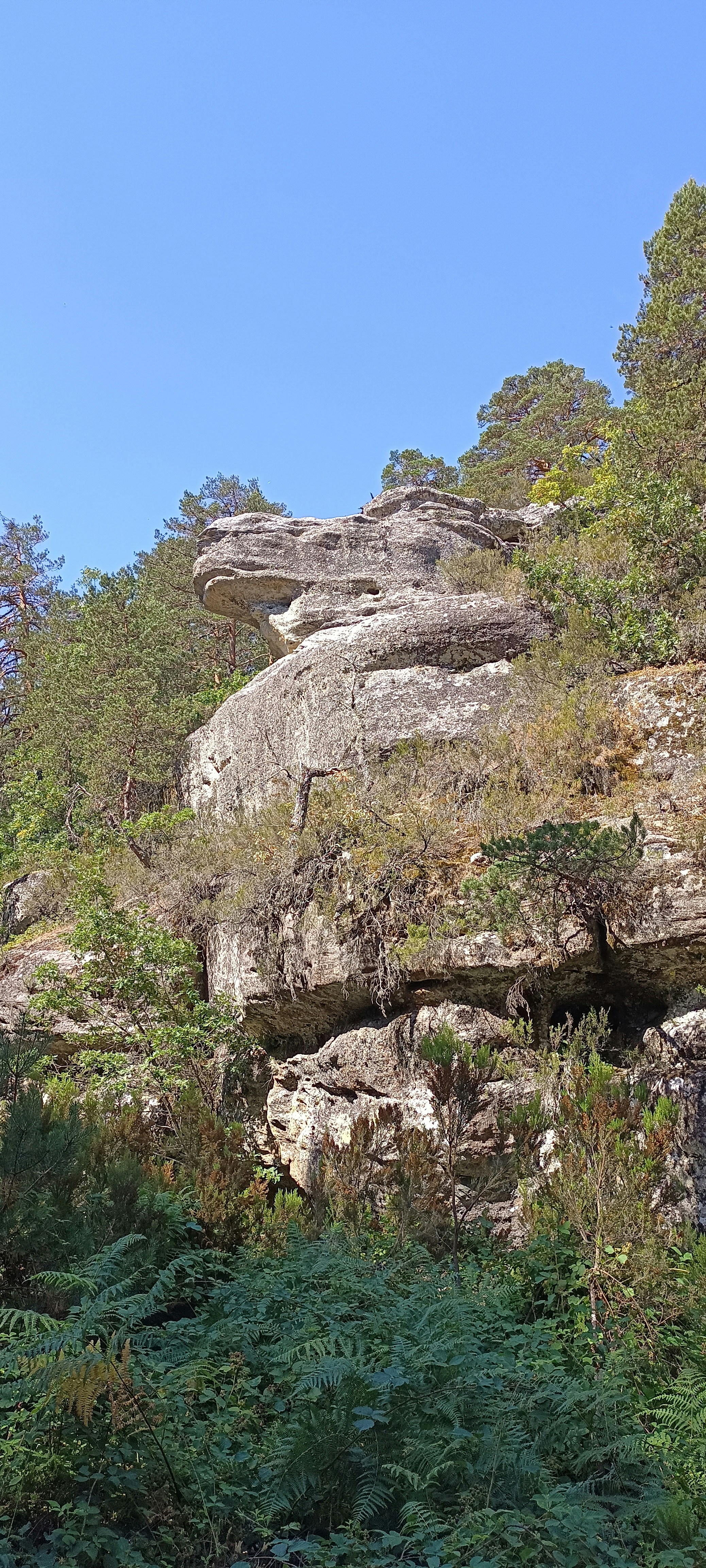 Layered rock overhang rises from dense undergrowth and pines beneath a clear blue sky. The scene emphasizes rugged geology and the surrounding forest.