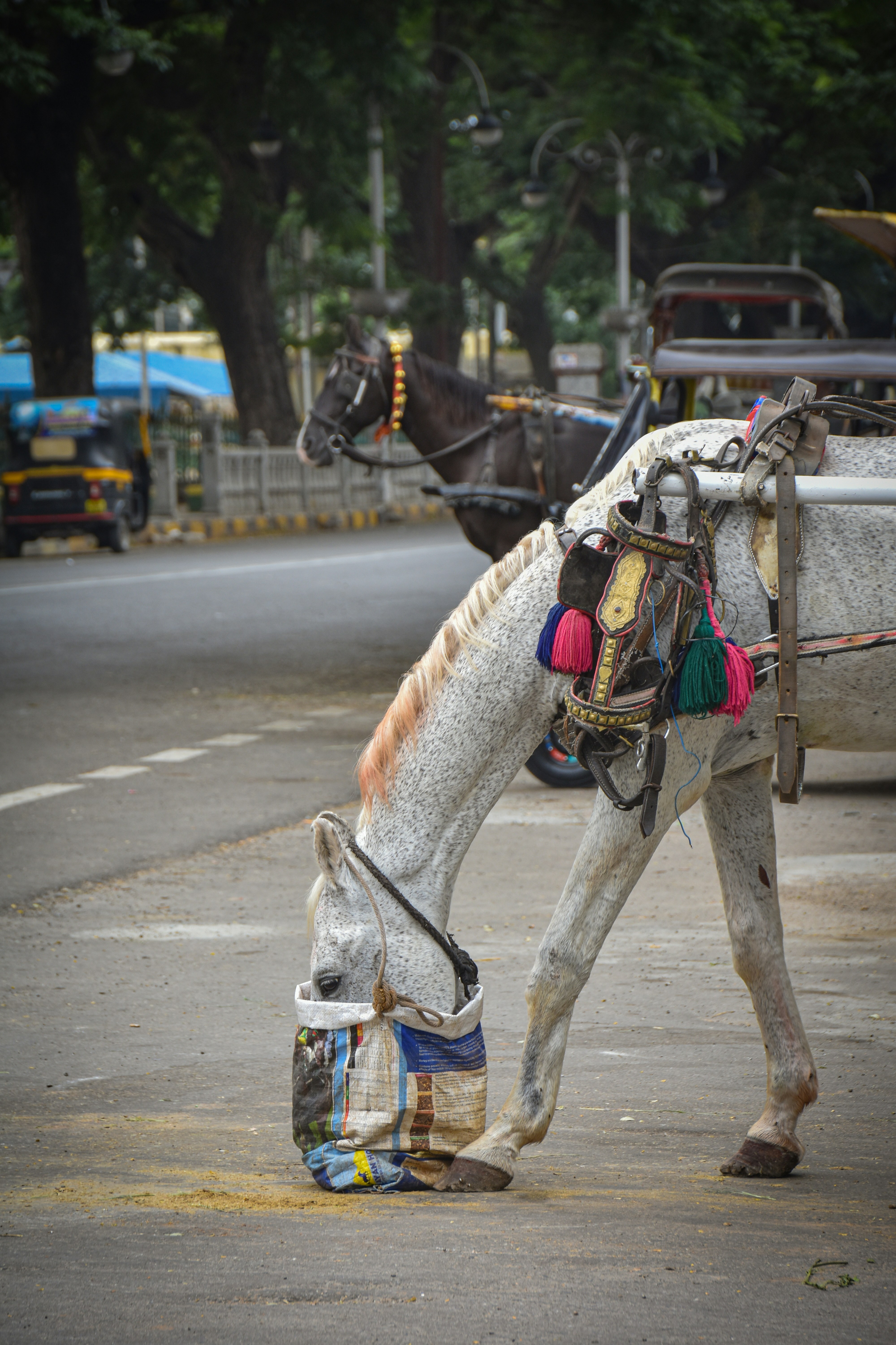 Grazing at the curb: a white urban horse under the trees