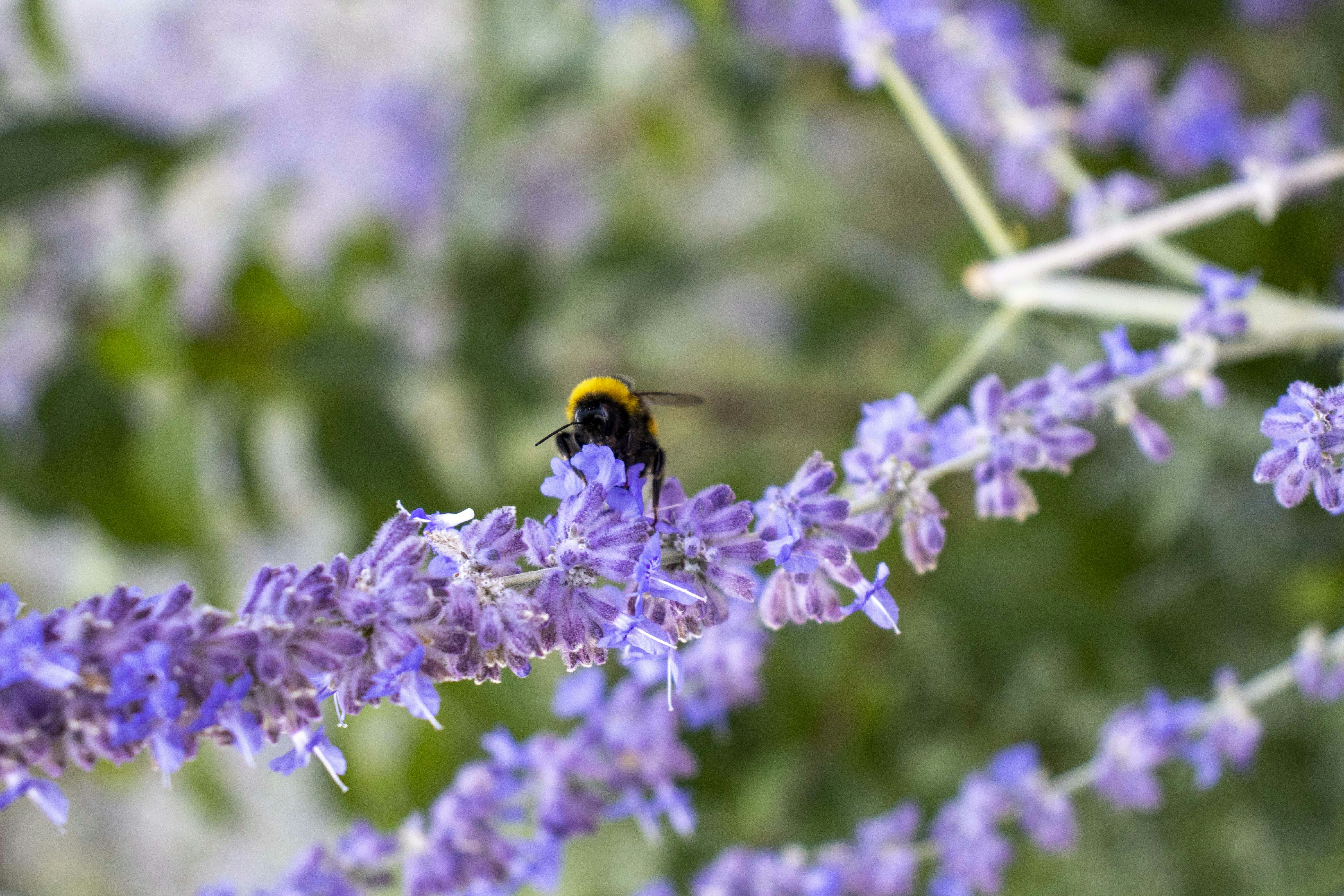 Insecte Mignon Photos | Télécharger des images gratuites sur Unsplash