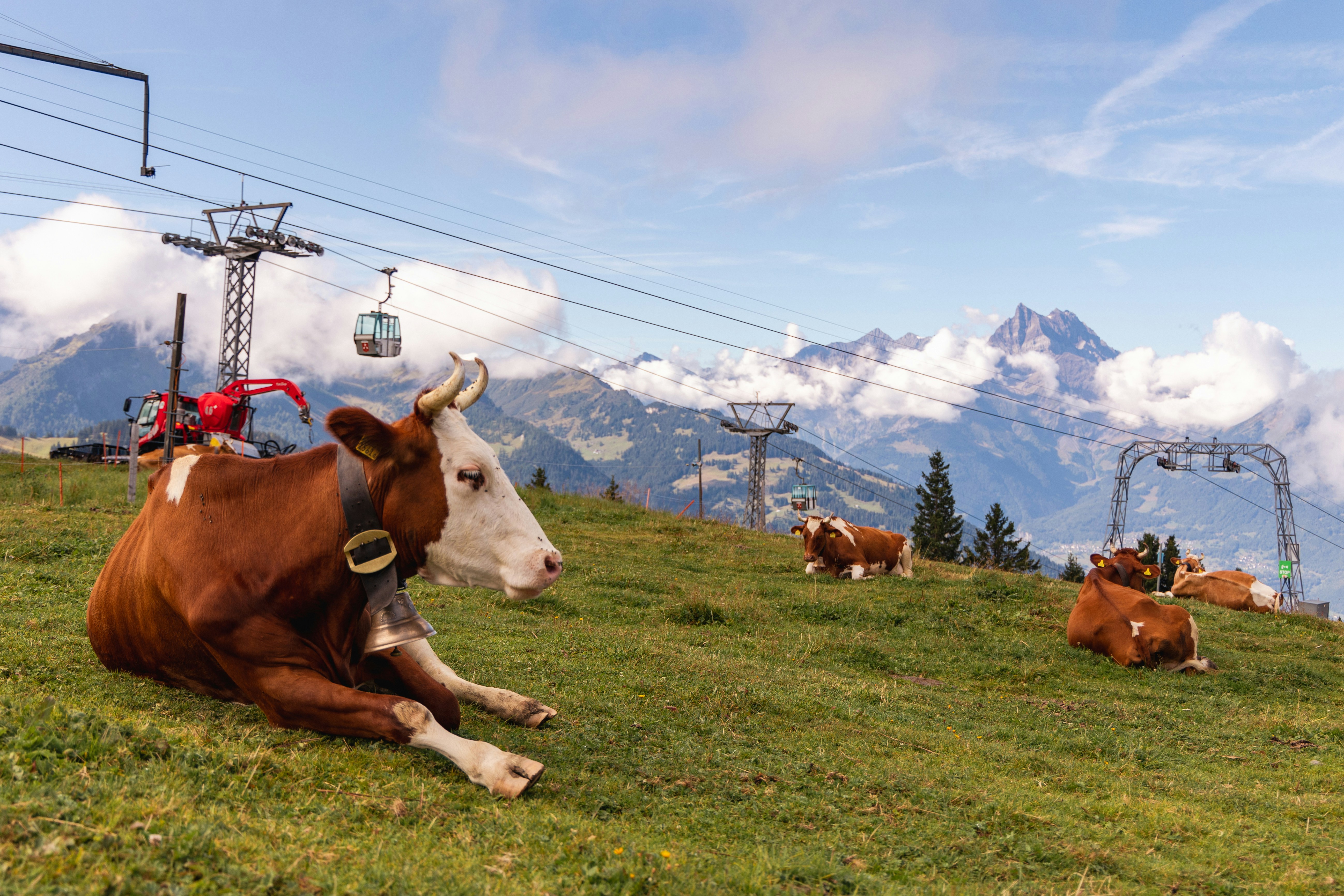 cows laying on a hill