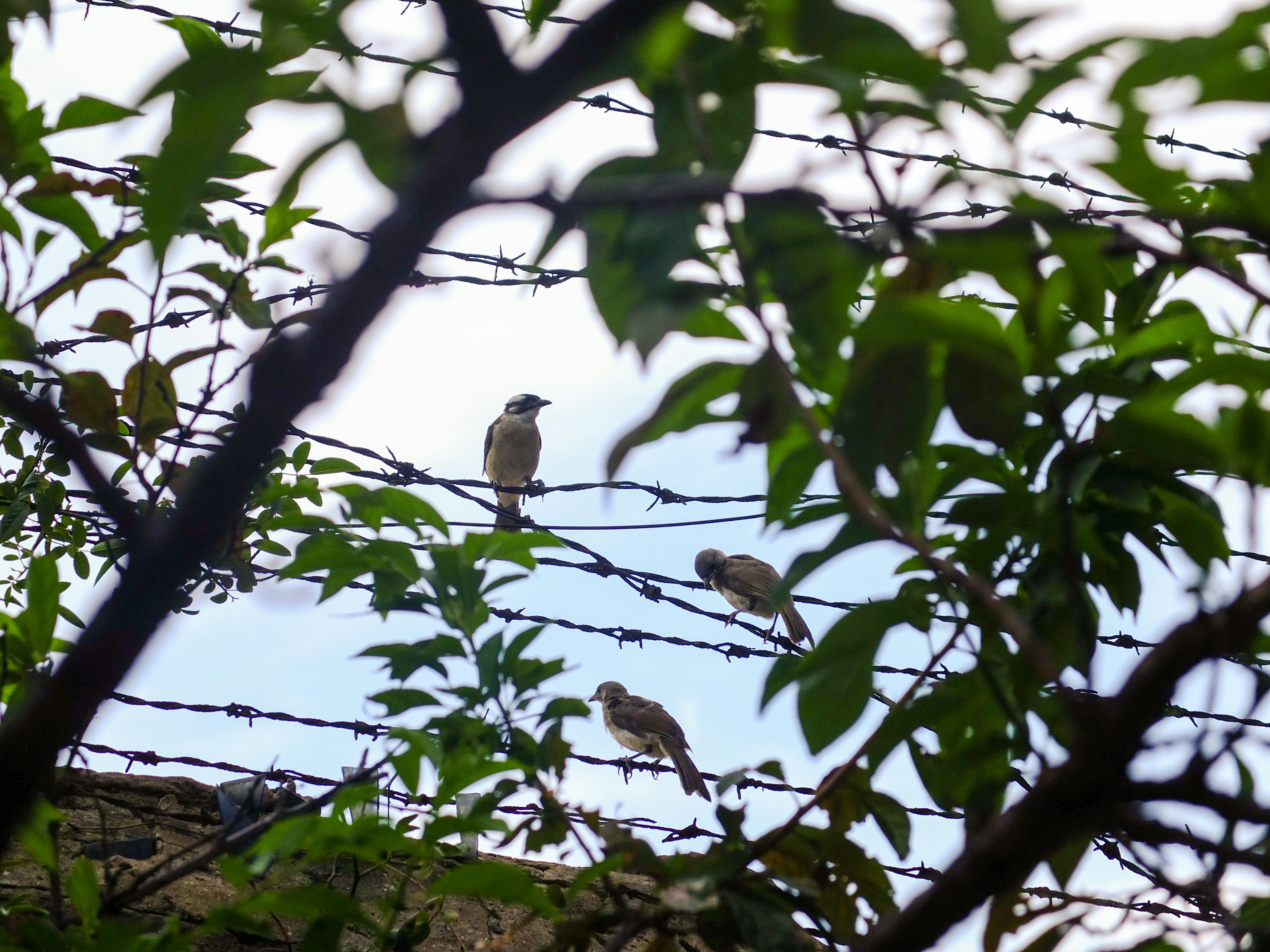 Three small birds perch along a taut barbed wire, framed by dense green leaves against a pale sky. The scene captures quiet avian activity along a human-made line.