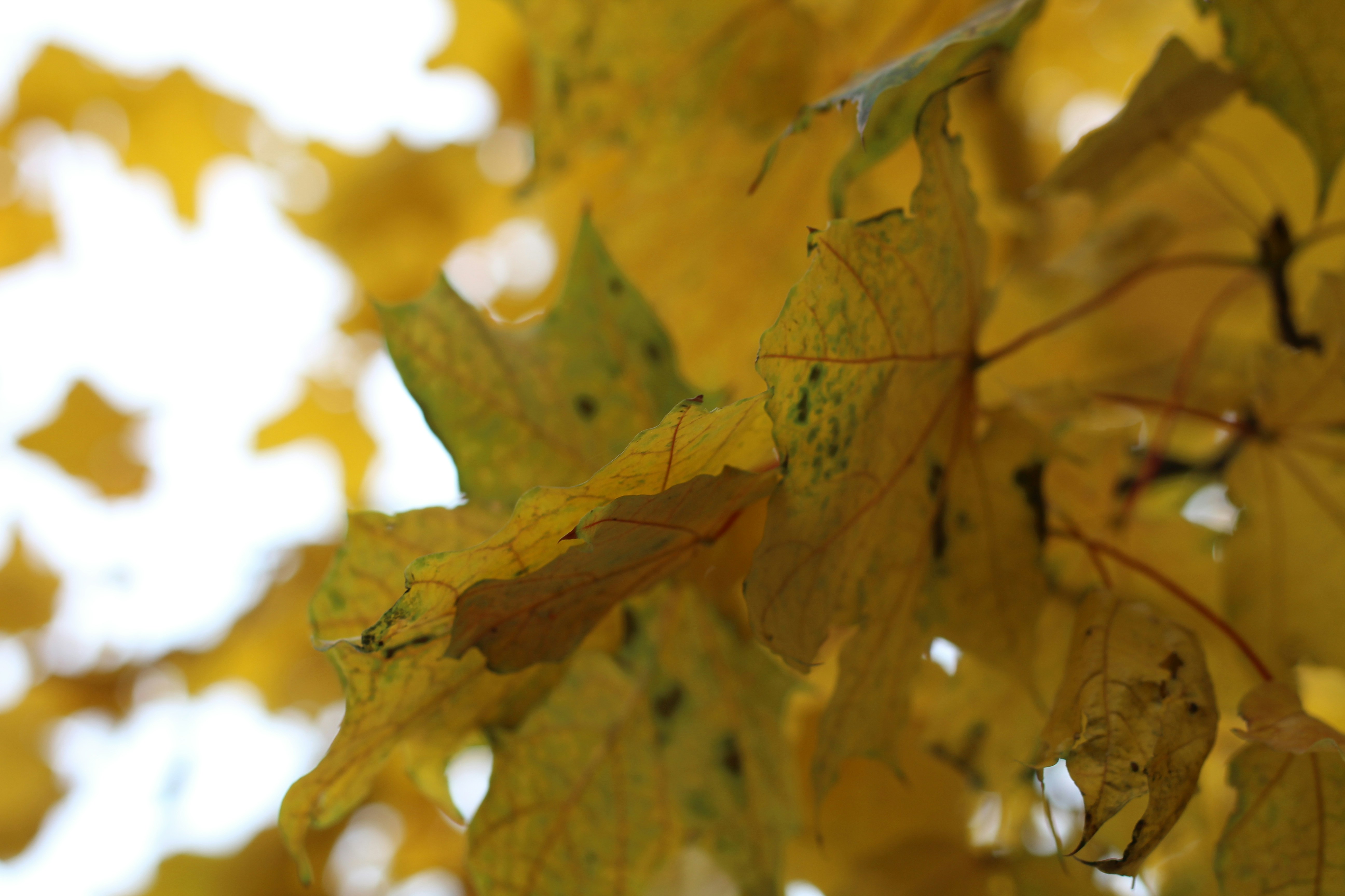 A group of leaves photo – Free Ukraine Image on Unsplash