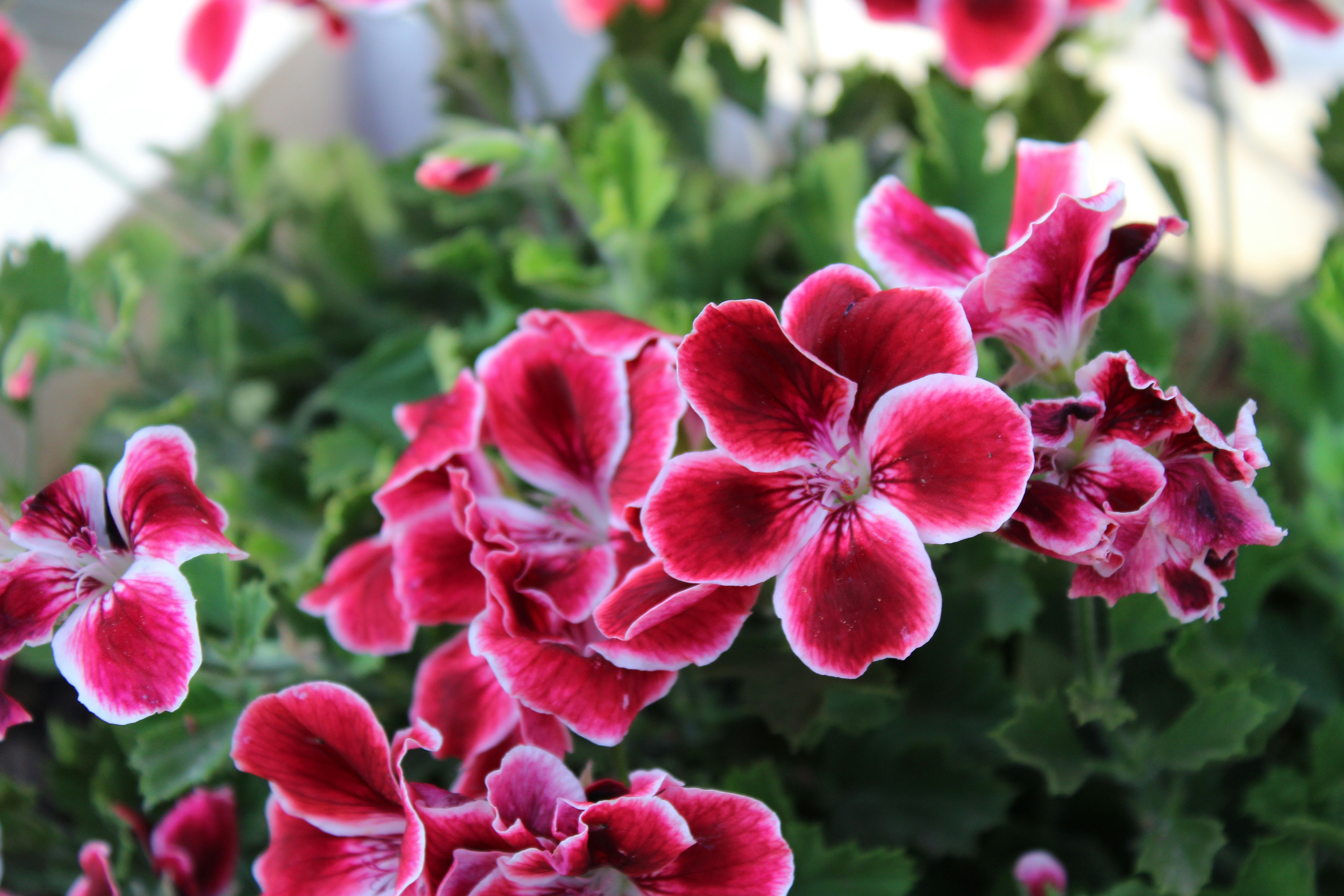 Crimson Petunia Cluster in Soft Morning Light
