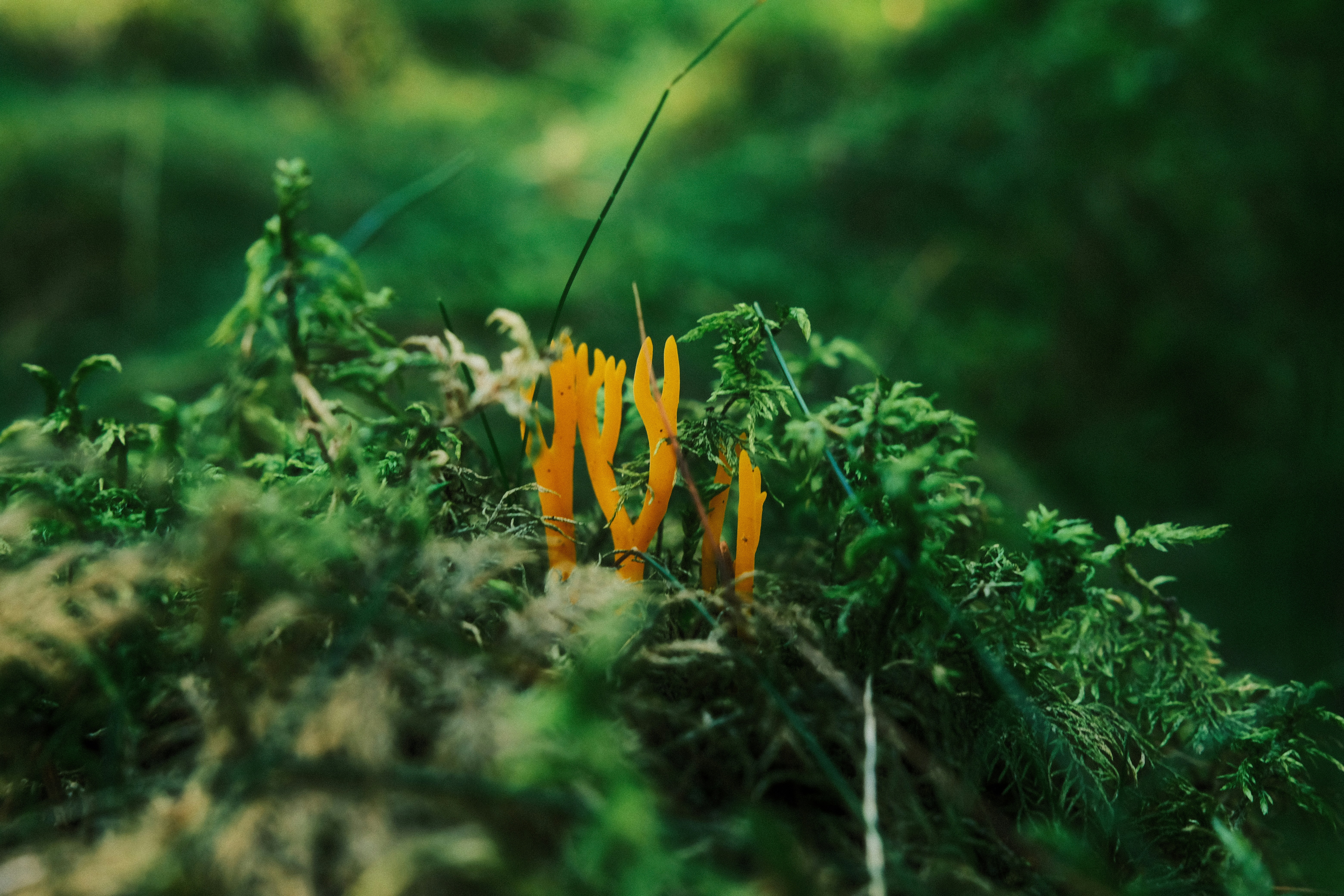 Orange Slender Fungi Emergence Amid Emerald Moss