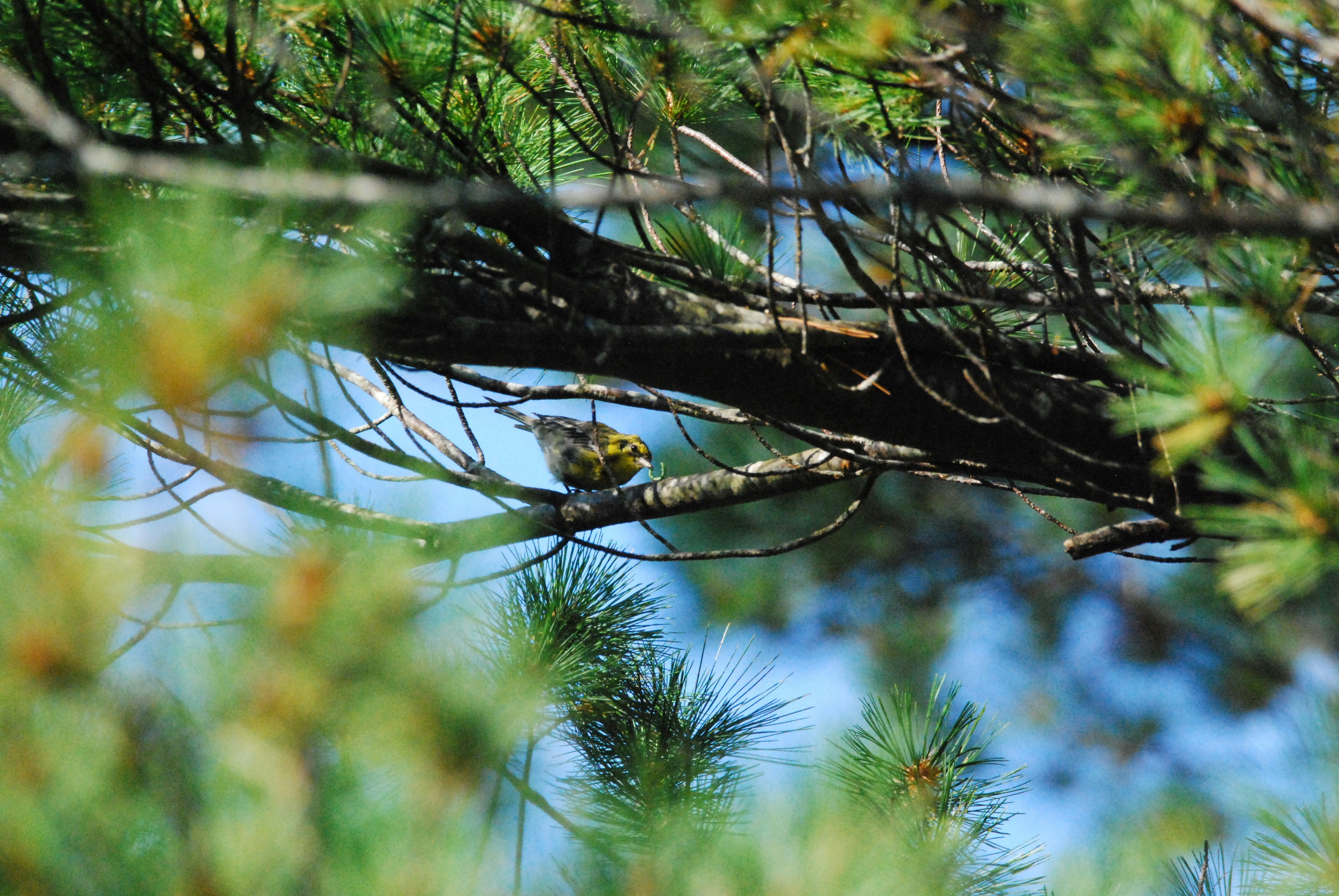 Tiny Songster Amid Pine Needles