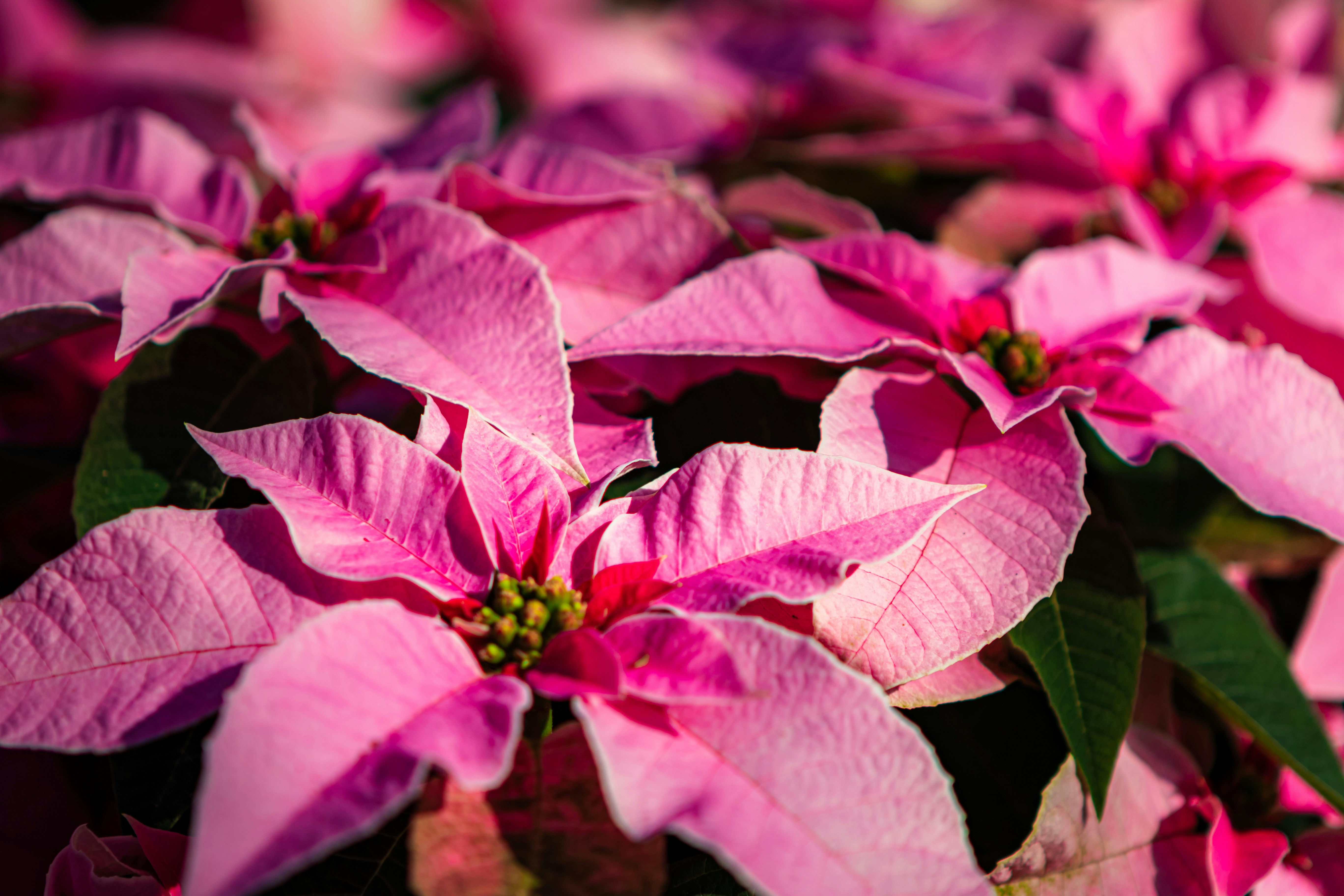 Close-Up of Sunlit Pink Poinsettia Bracts