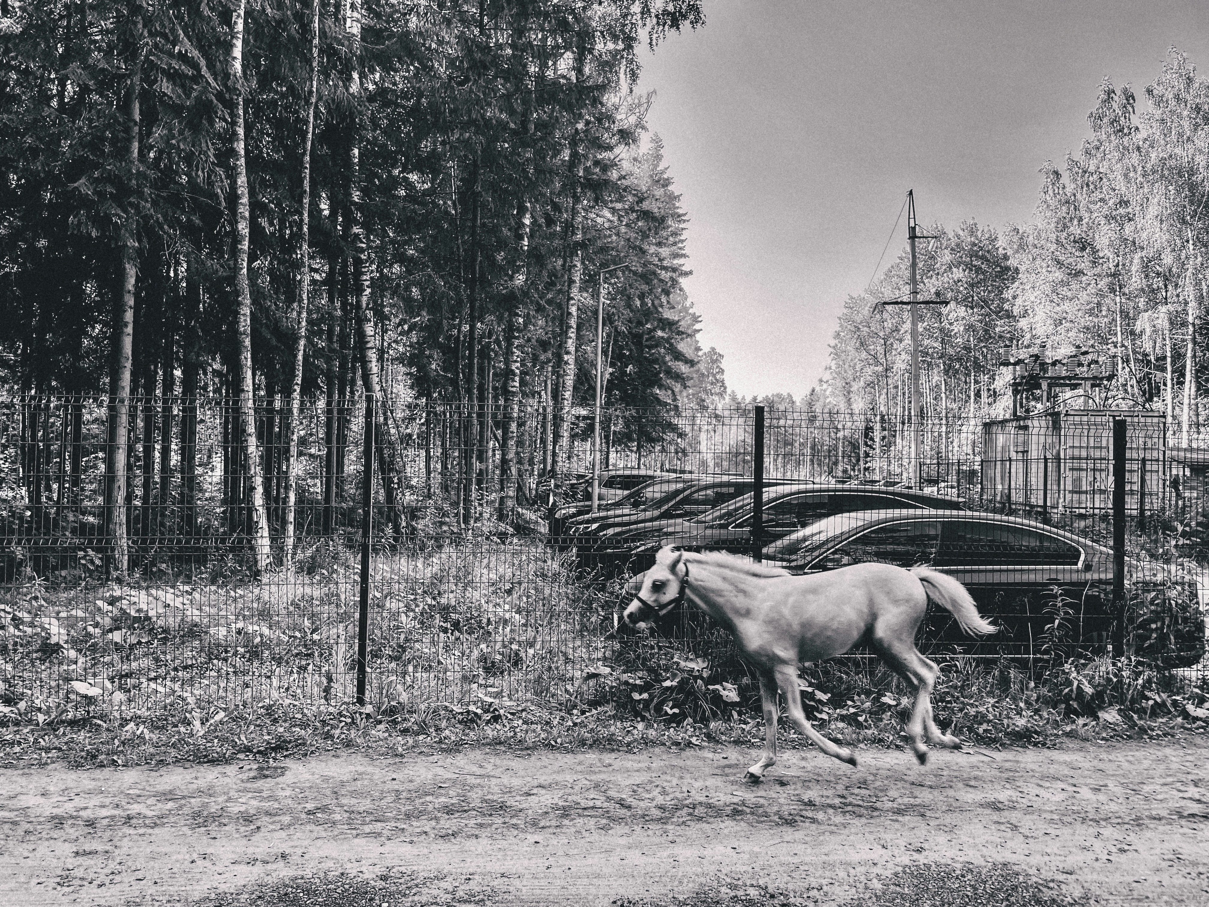 Greyhound Run at the Gate: A Moment of Motion in a Fenced Yard