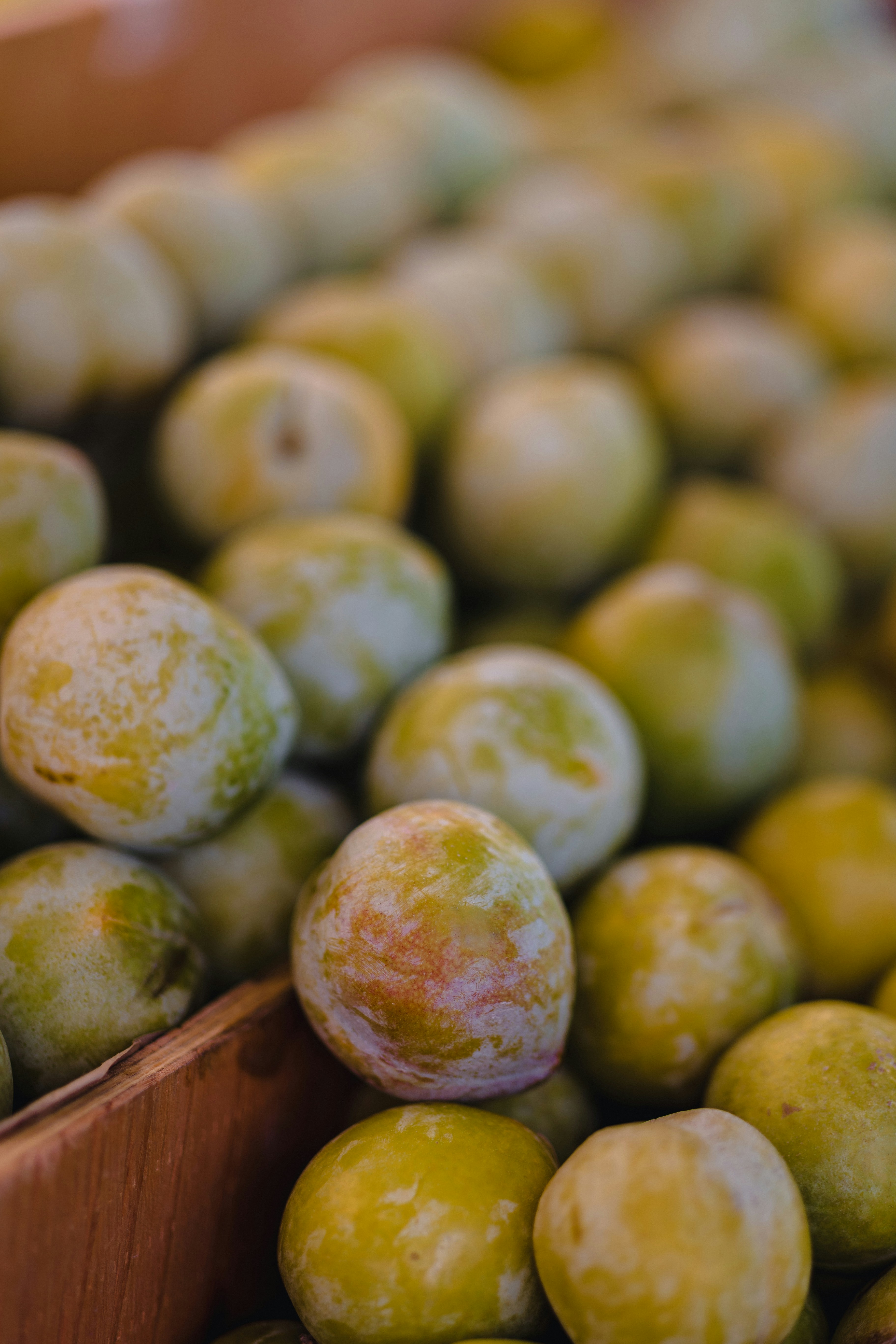 Foto Un grupo de objetos redondos – Imagen Planta gratis en Unsplash