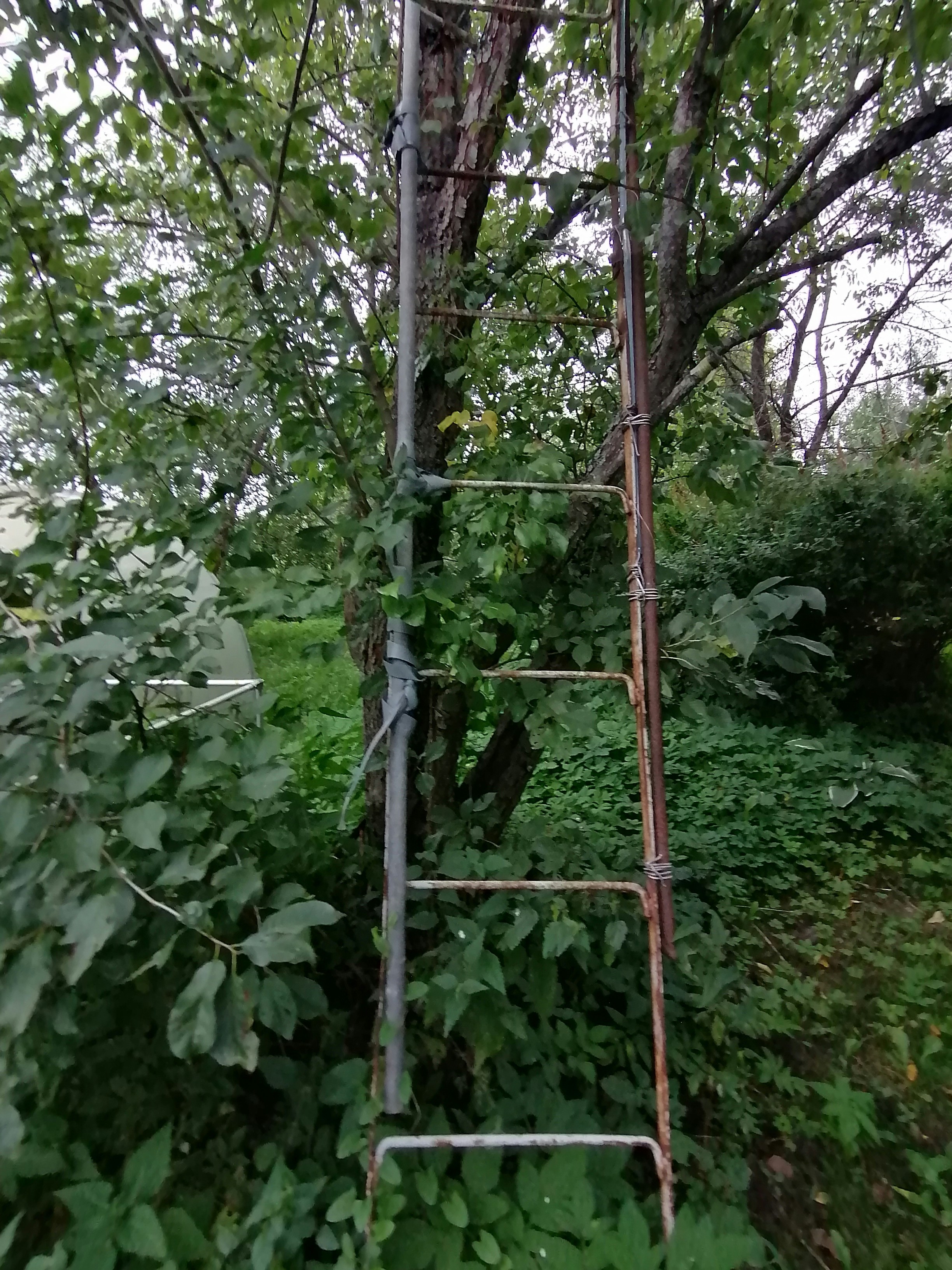 A weathered ladder leans against a lush tree, surrounded by vibrant greenery and foliage. The scene evokes a sense of quiet exploration.