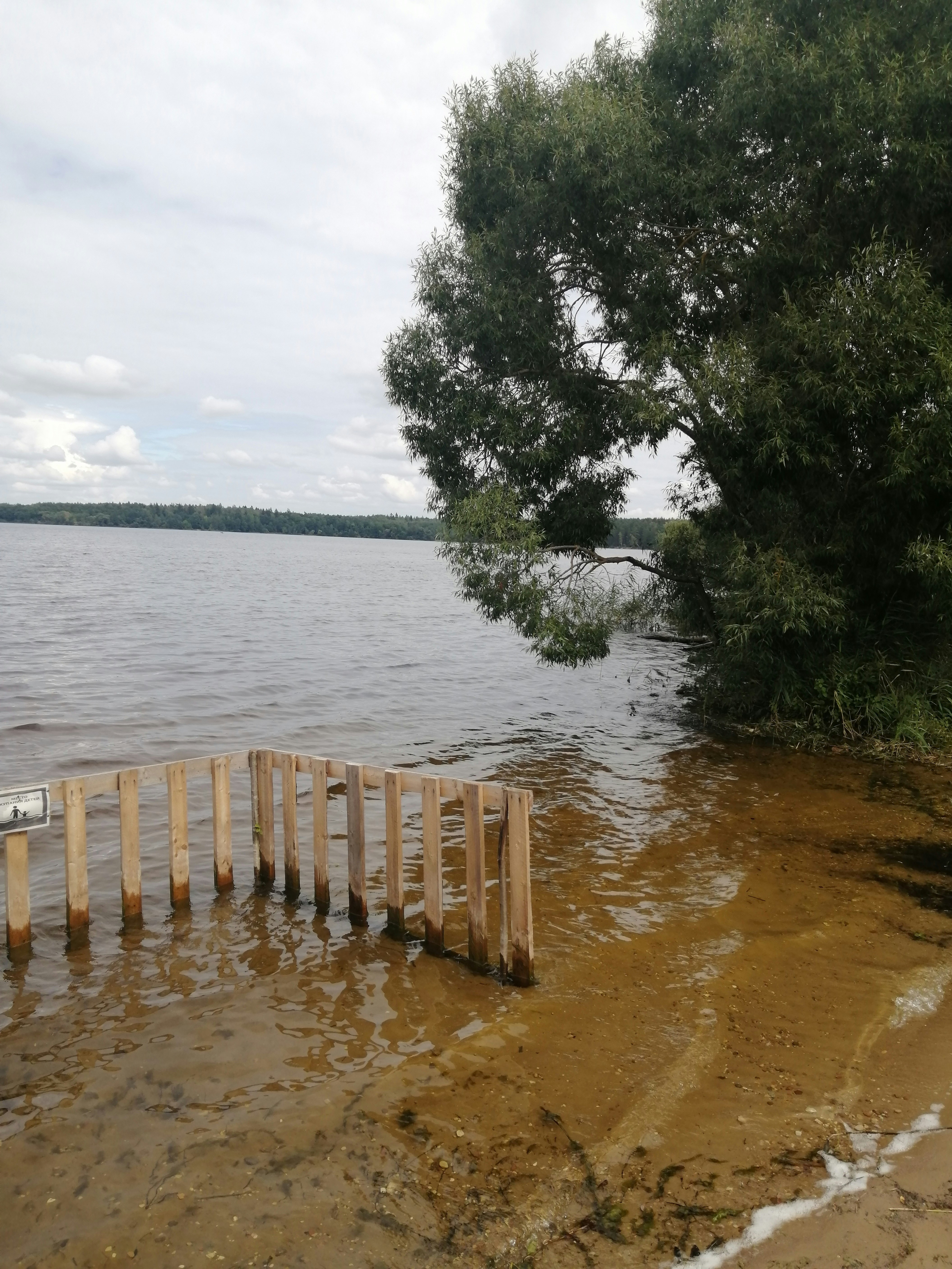 Shoreline Convergence: Wooden Pier Banished by Lake and Tree