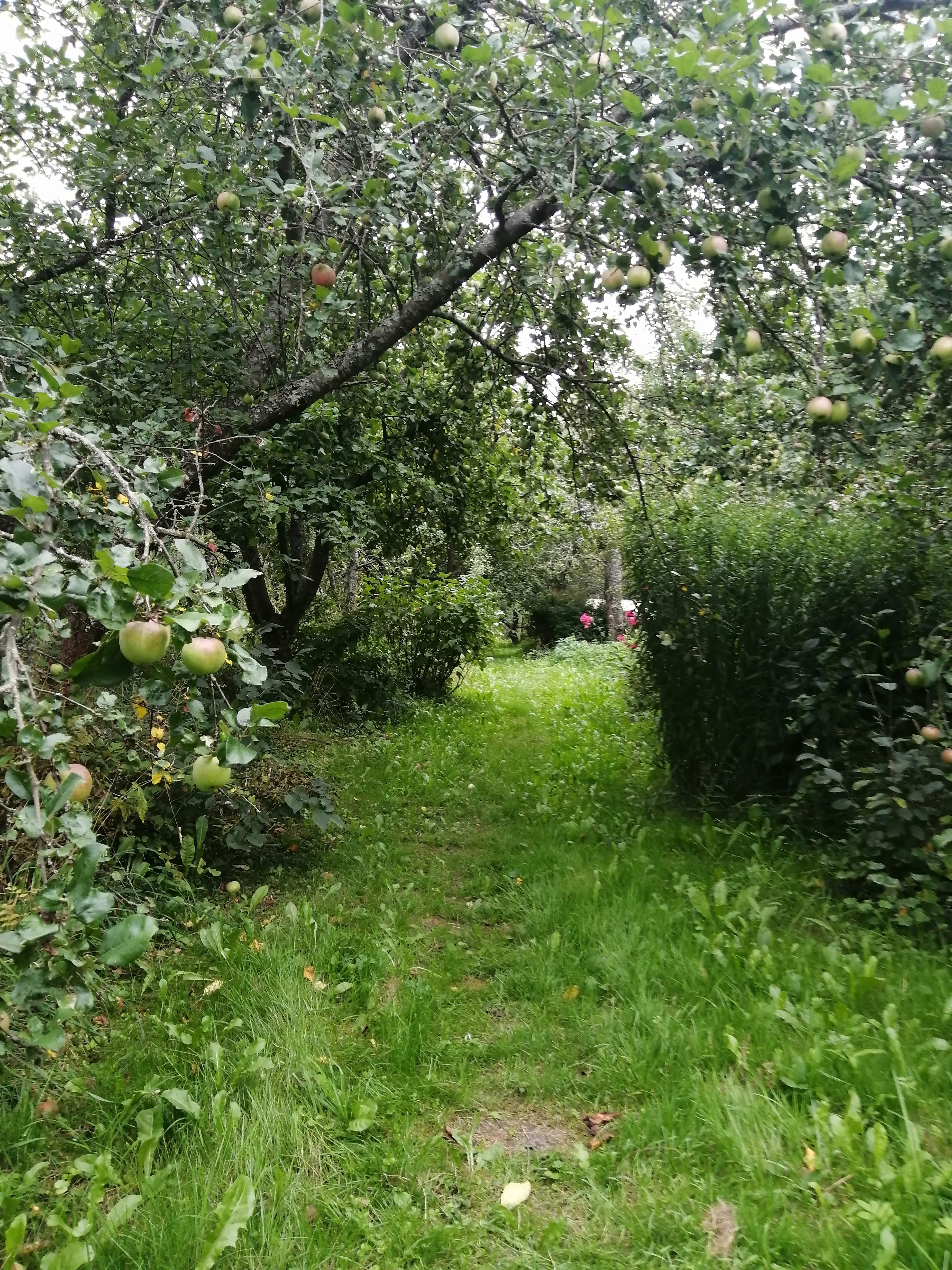 Whispers of Orchard Secrets