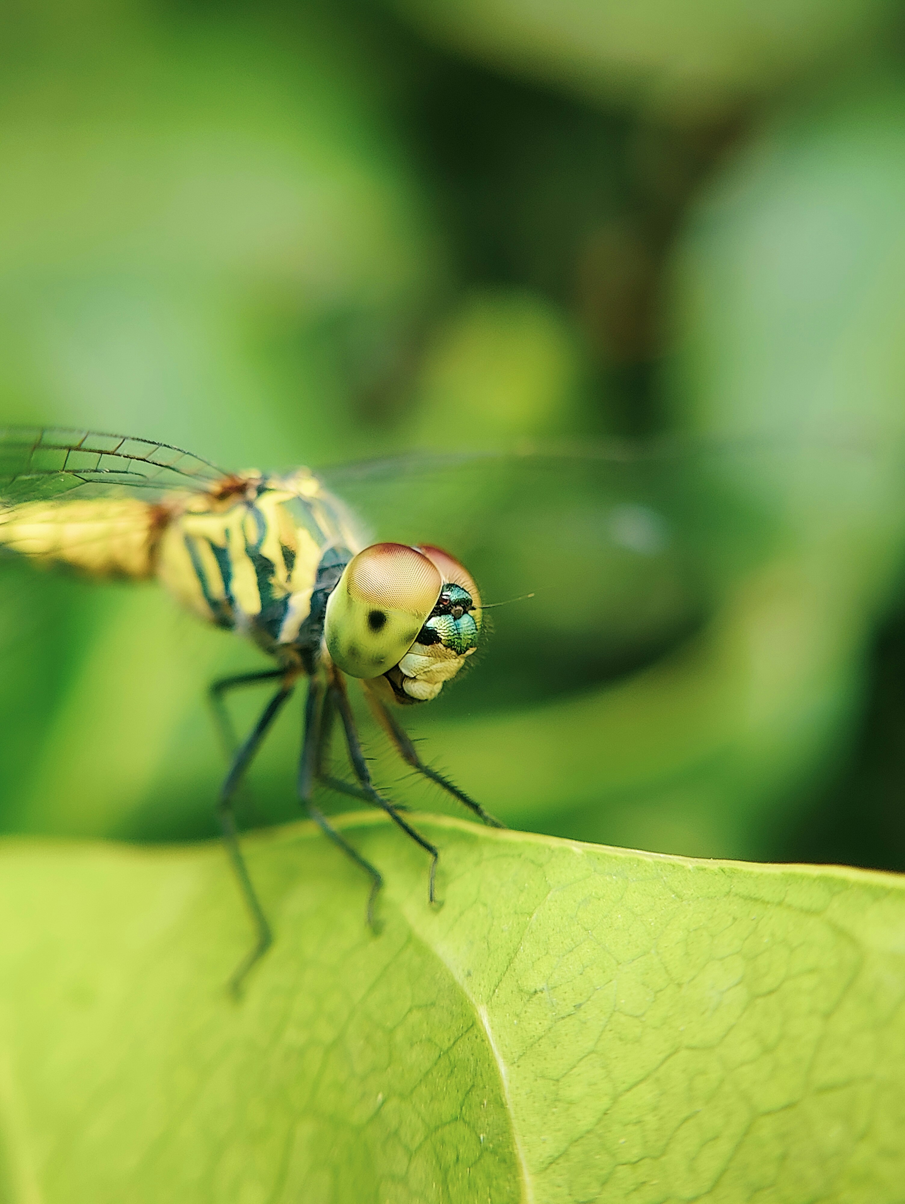 a close up of a fly