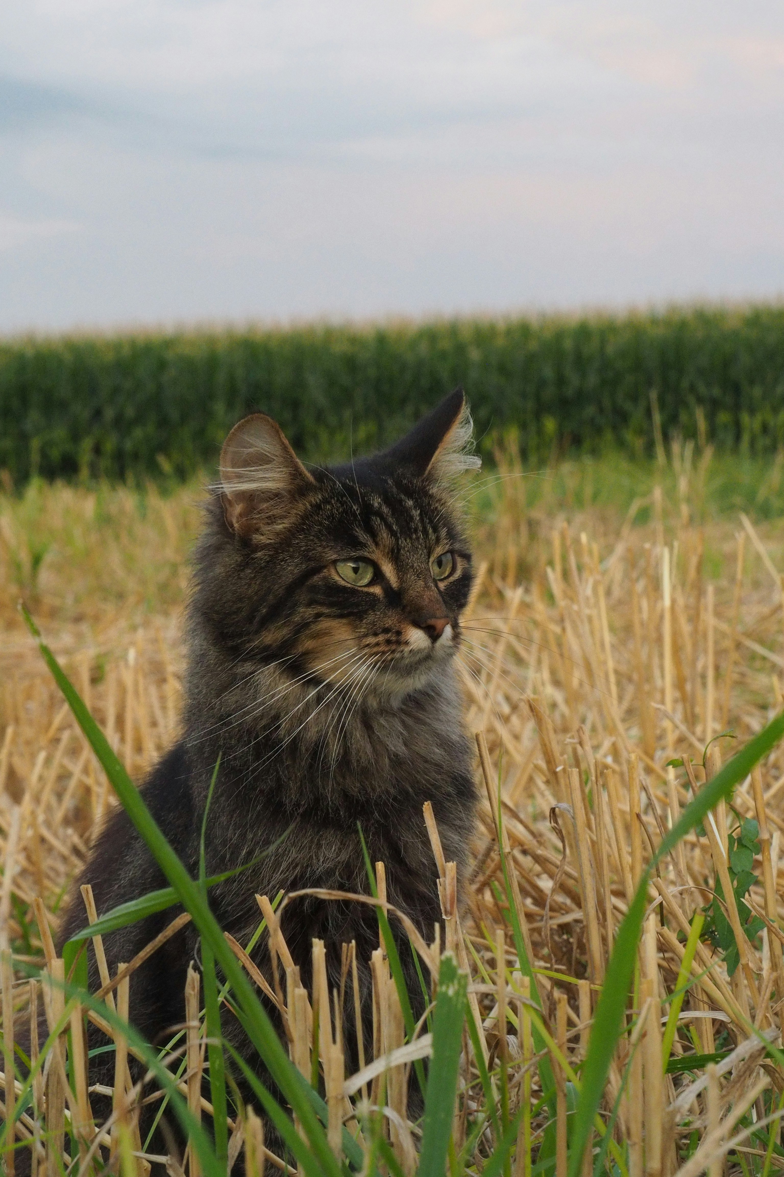 Fieldbound Gaze: A Cat's Quiet Vigil in a Stubble Sea