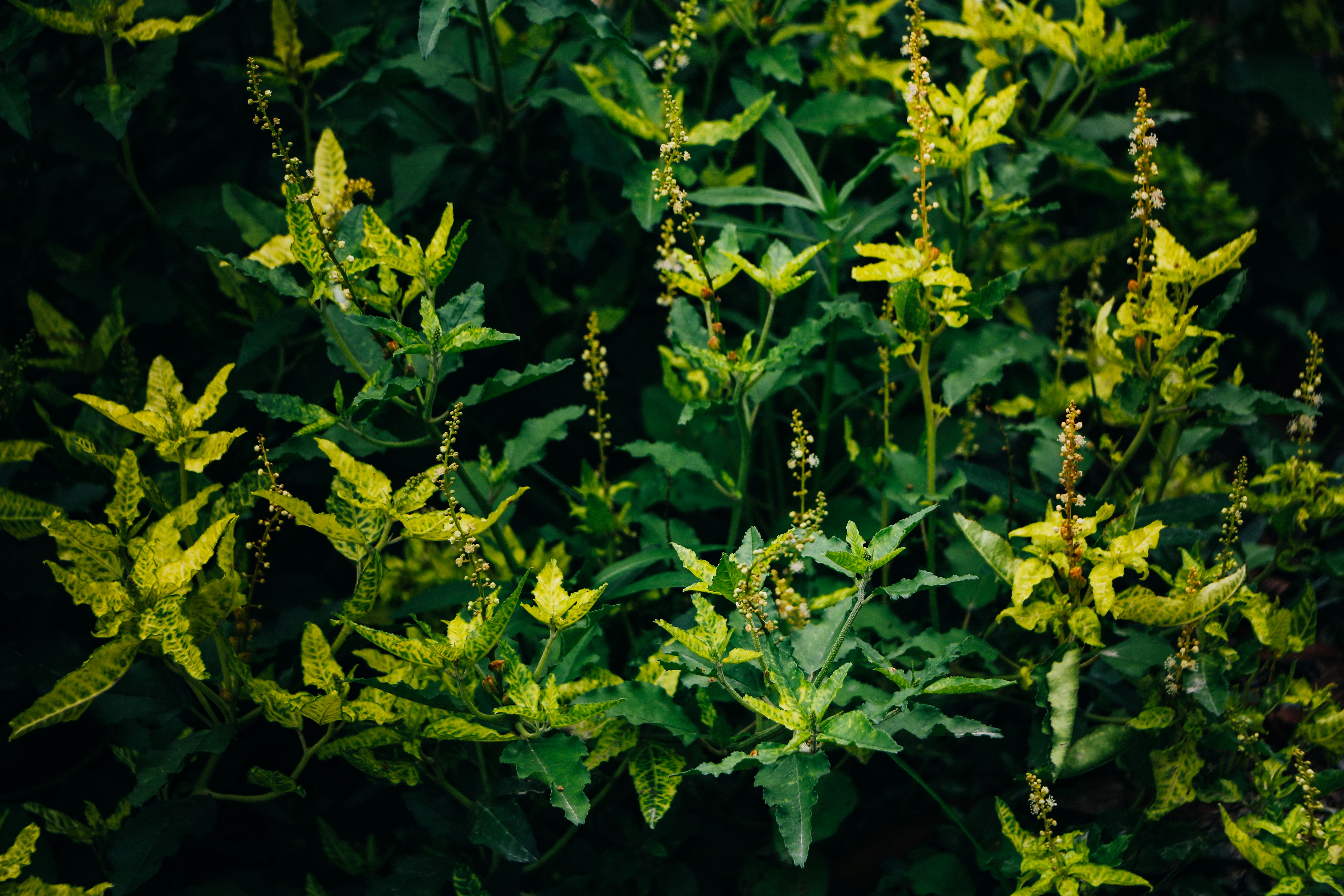 Foto Un grupo de plantas con flores amarillas – Imagen Chuar para ...