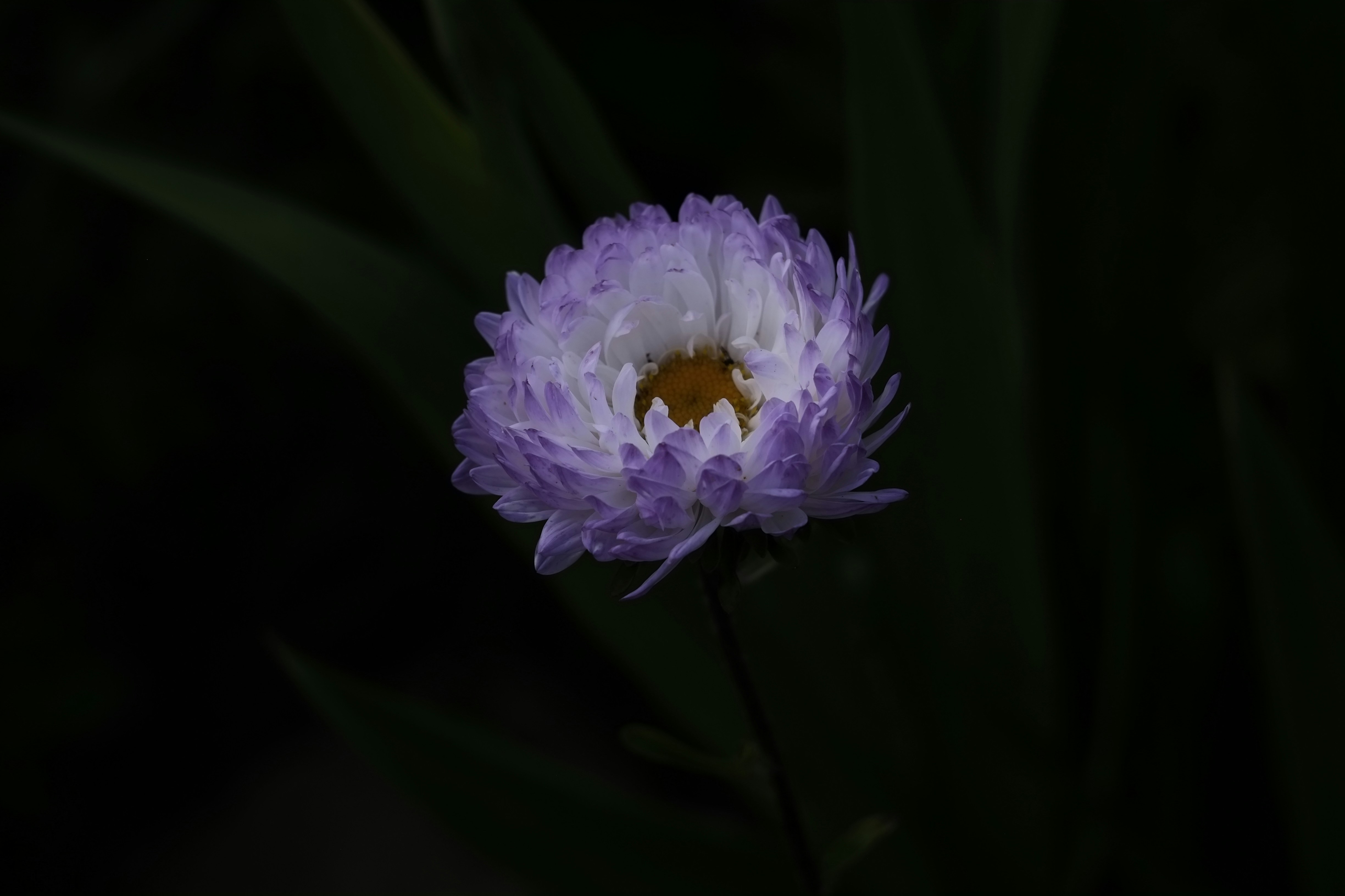 Midnight Violet: a solitary bloom under quiet shadow