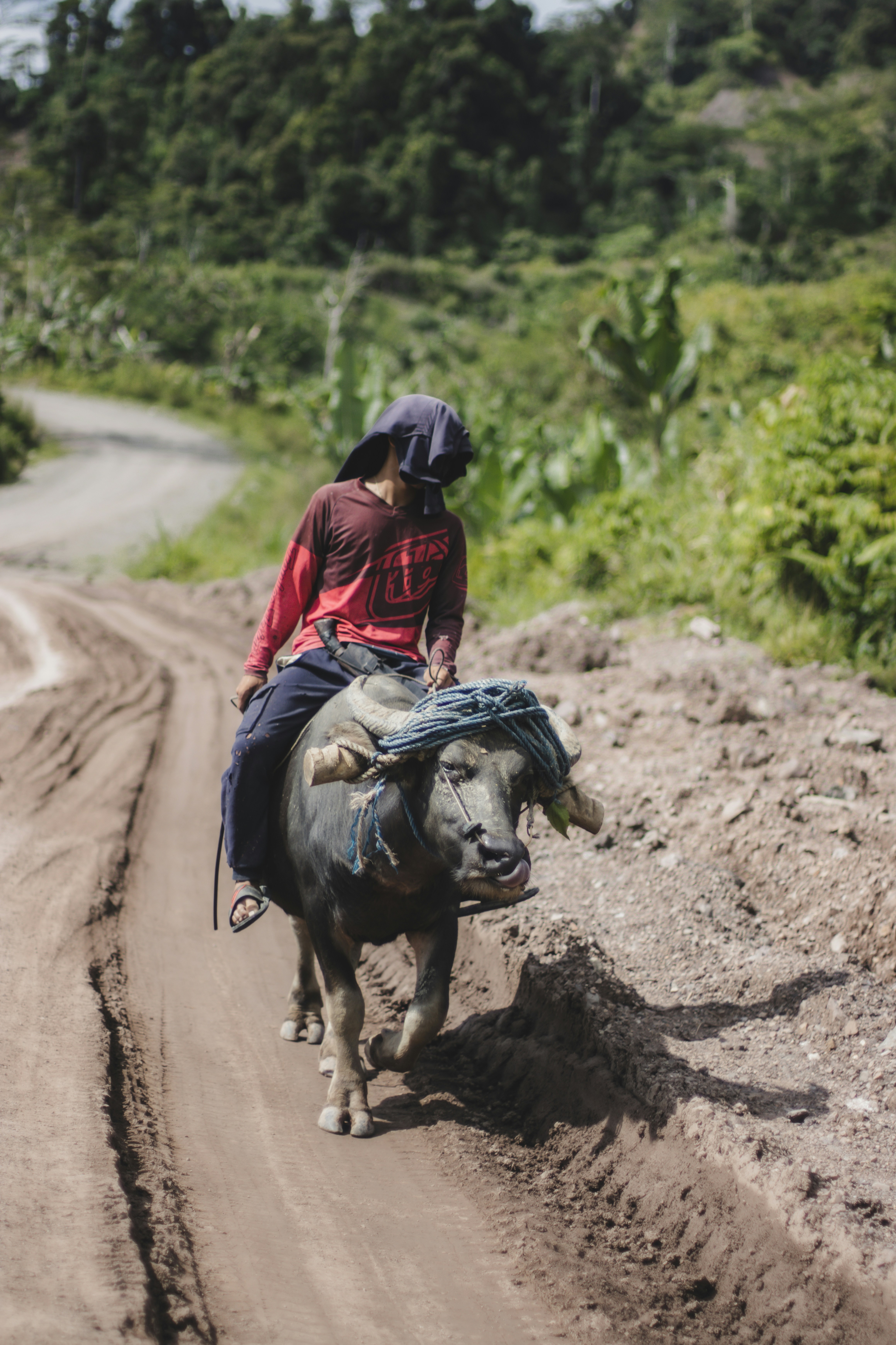 Child Rider and Pig: A Dusty Path Through Green Terrain