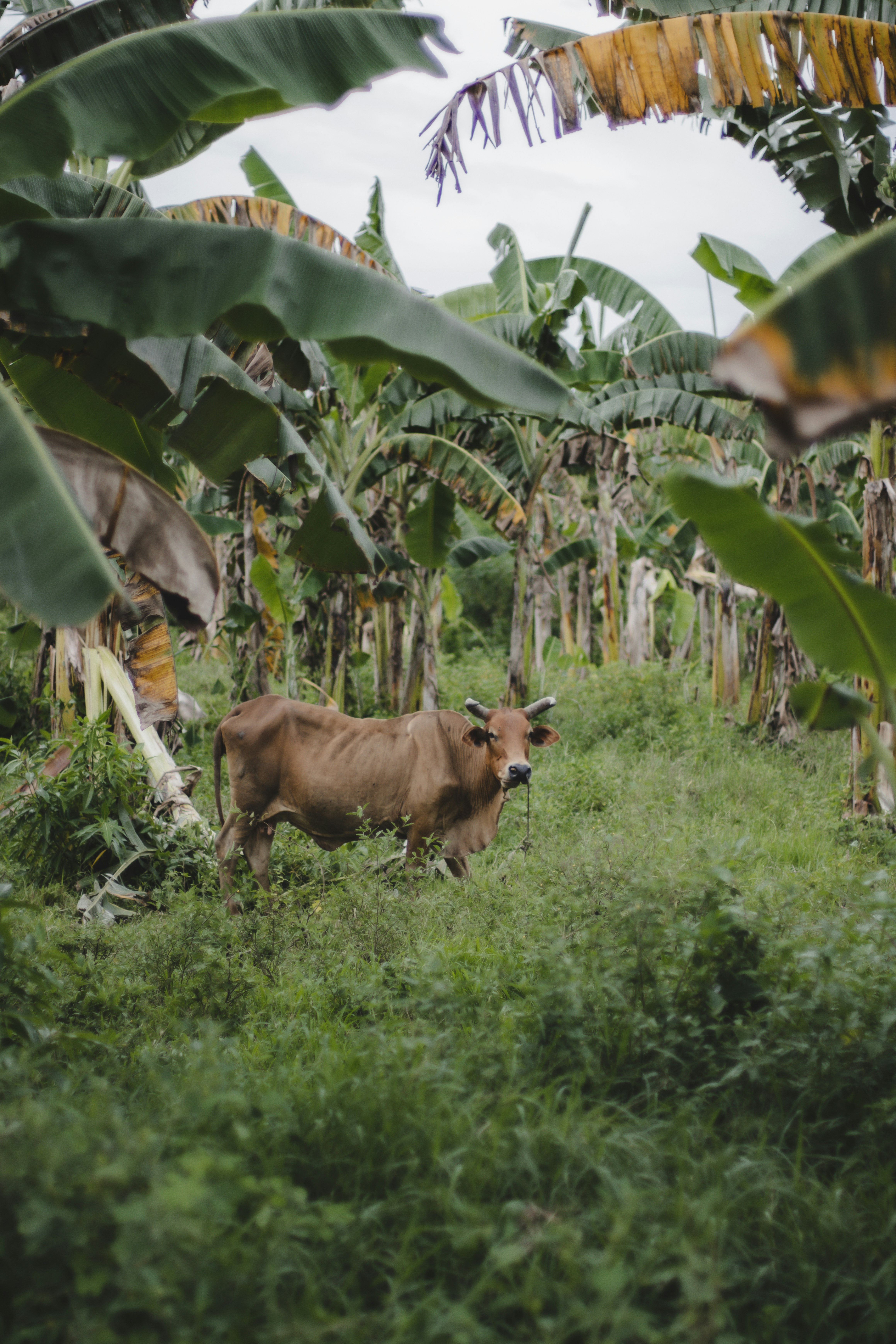 Quiet Interlude in a Banana Grove: A Brown Cow Among Towering Leaves