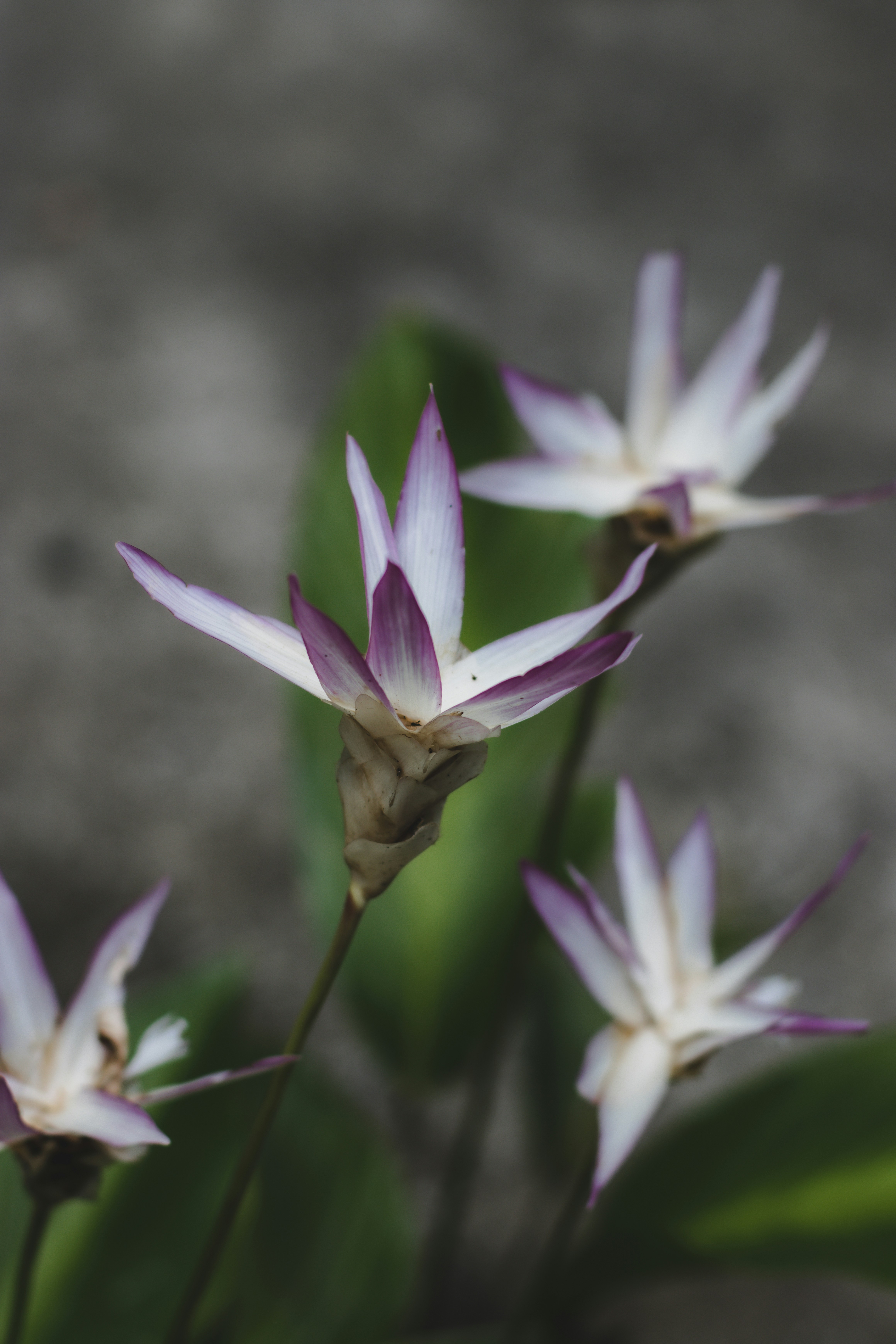 Whisper of the Wild Blooms