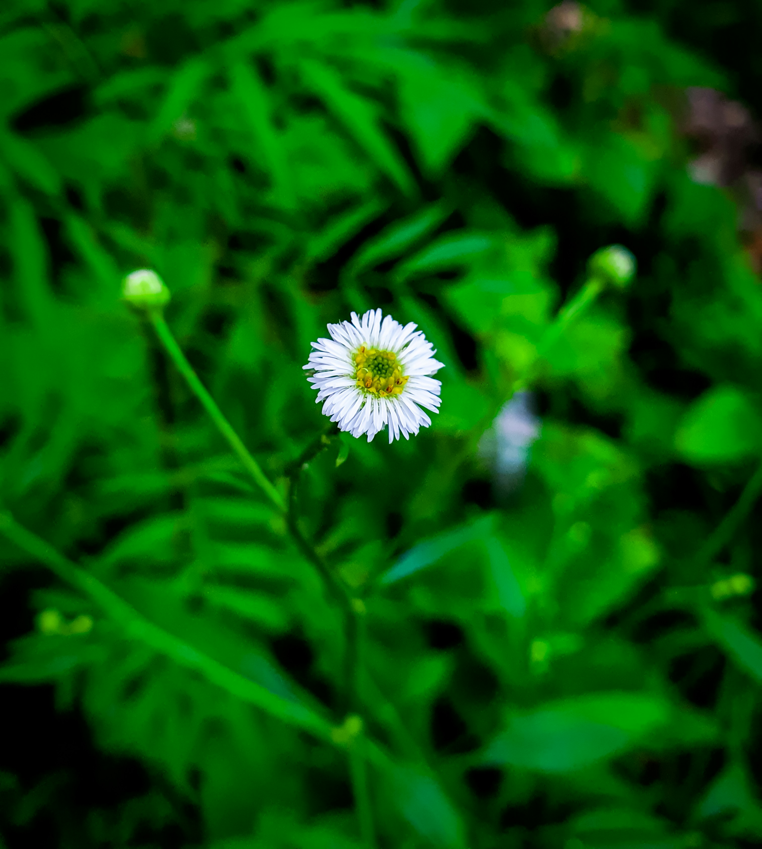 1000+ Green Flower Pictures | Download Free Images on Unsplash