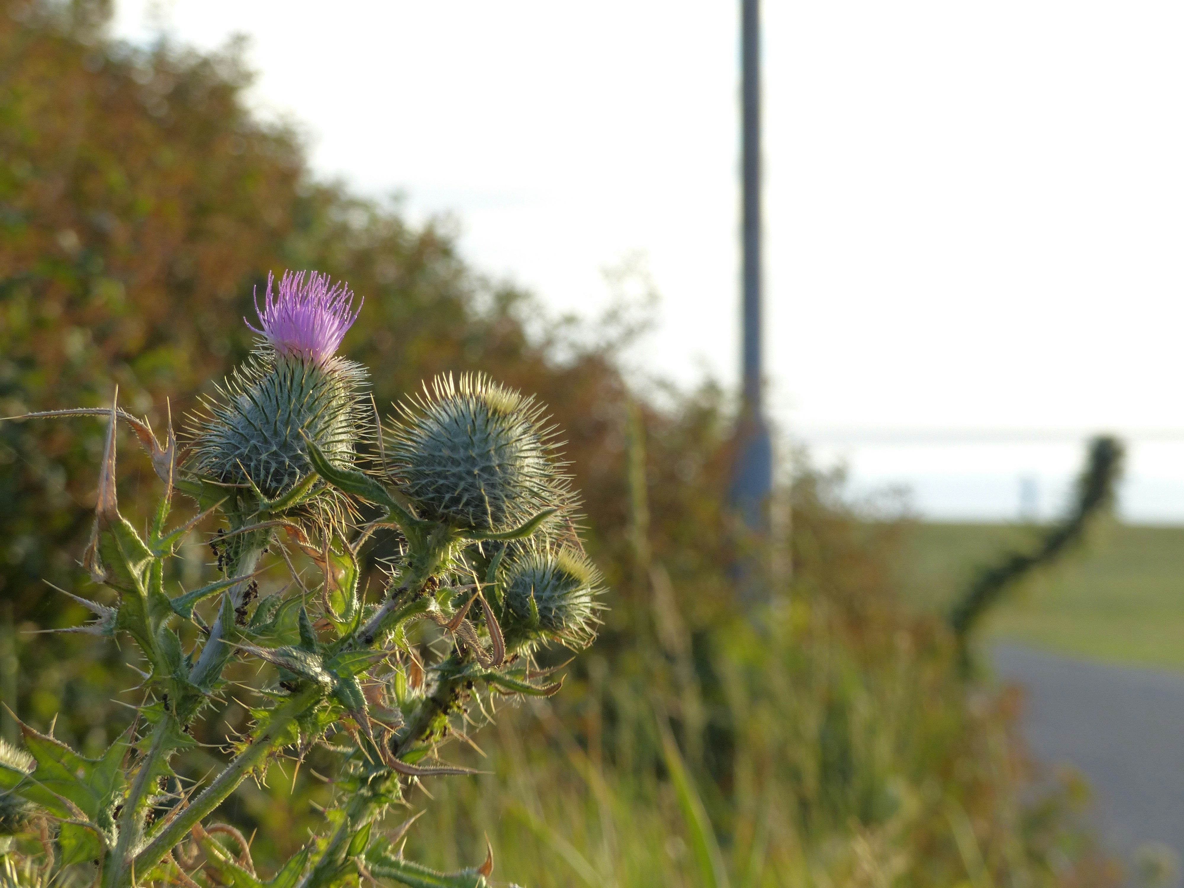 Thistle's Resilience in a Sunlit Landscape
