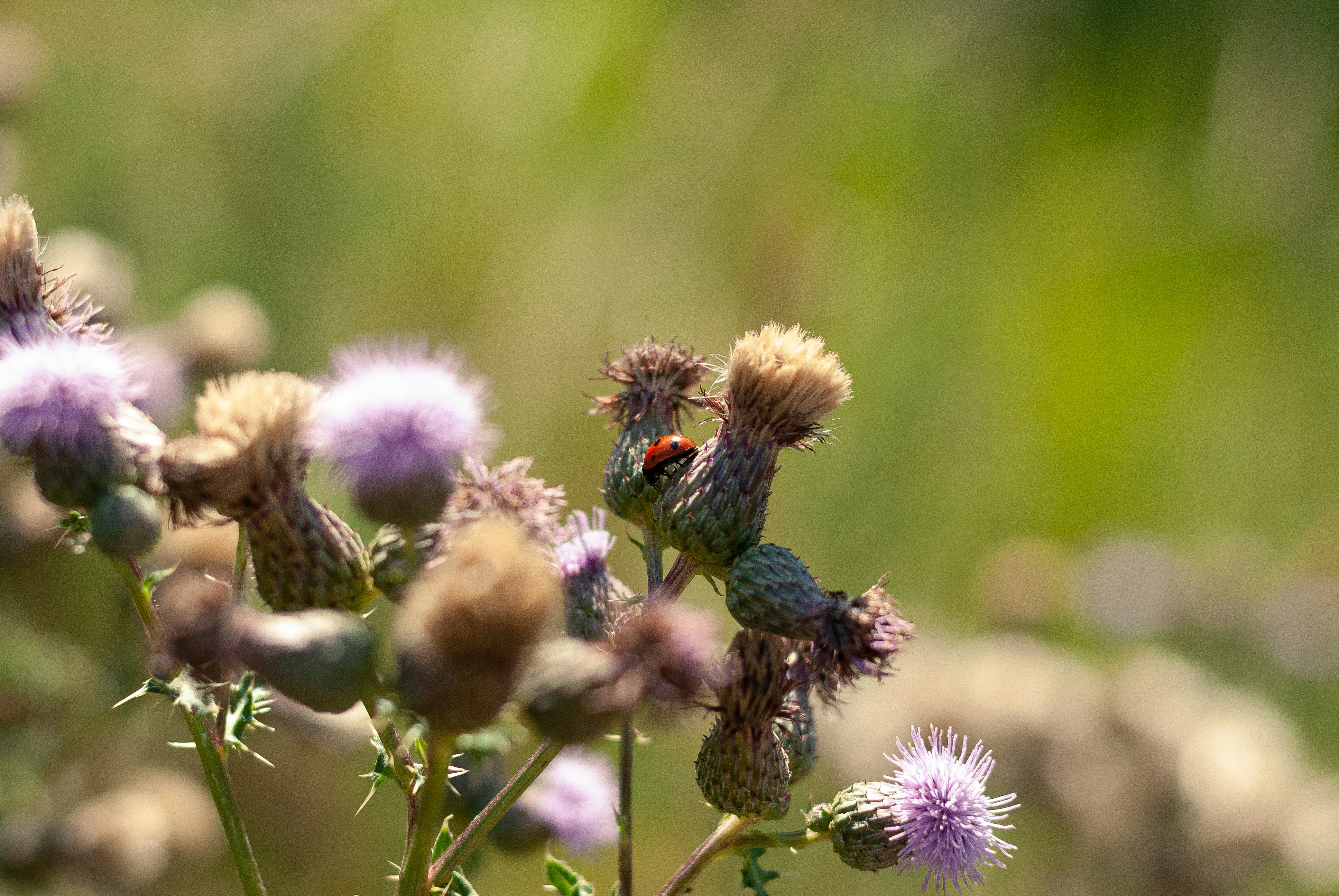 Crimson Beetle on Thistle: A Sunlit Meadow Macro Portrait