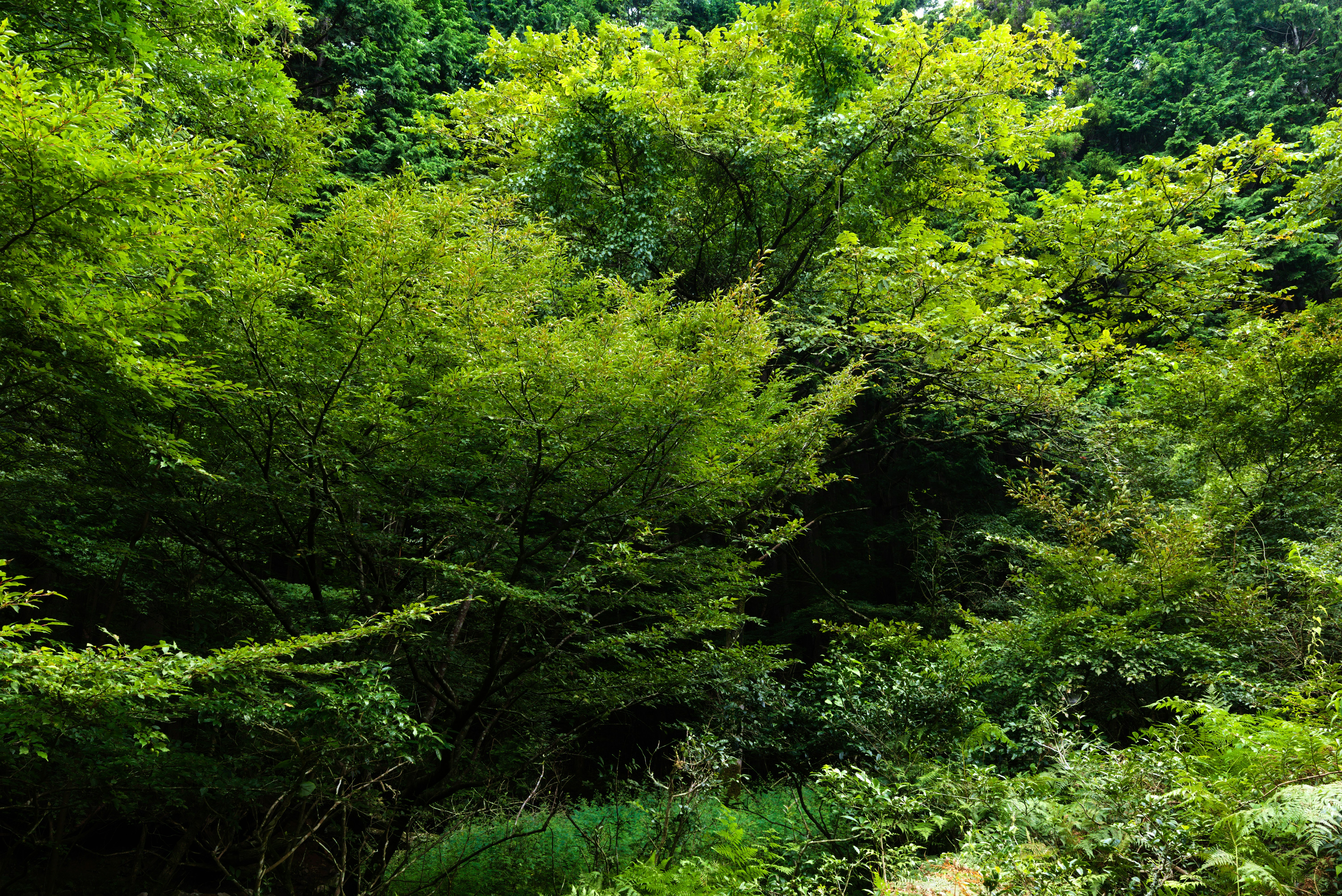 A group of trees photo – Free Izu Image on Unsplash