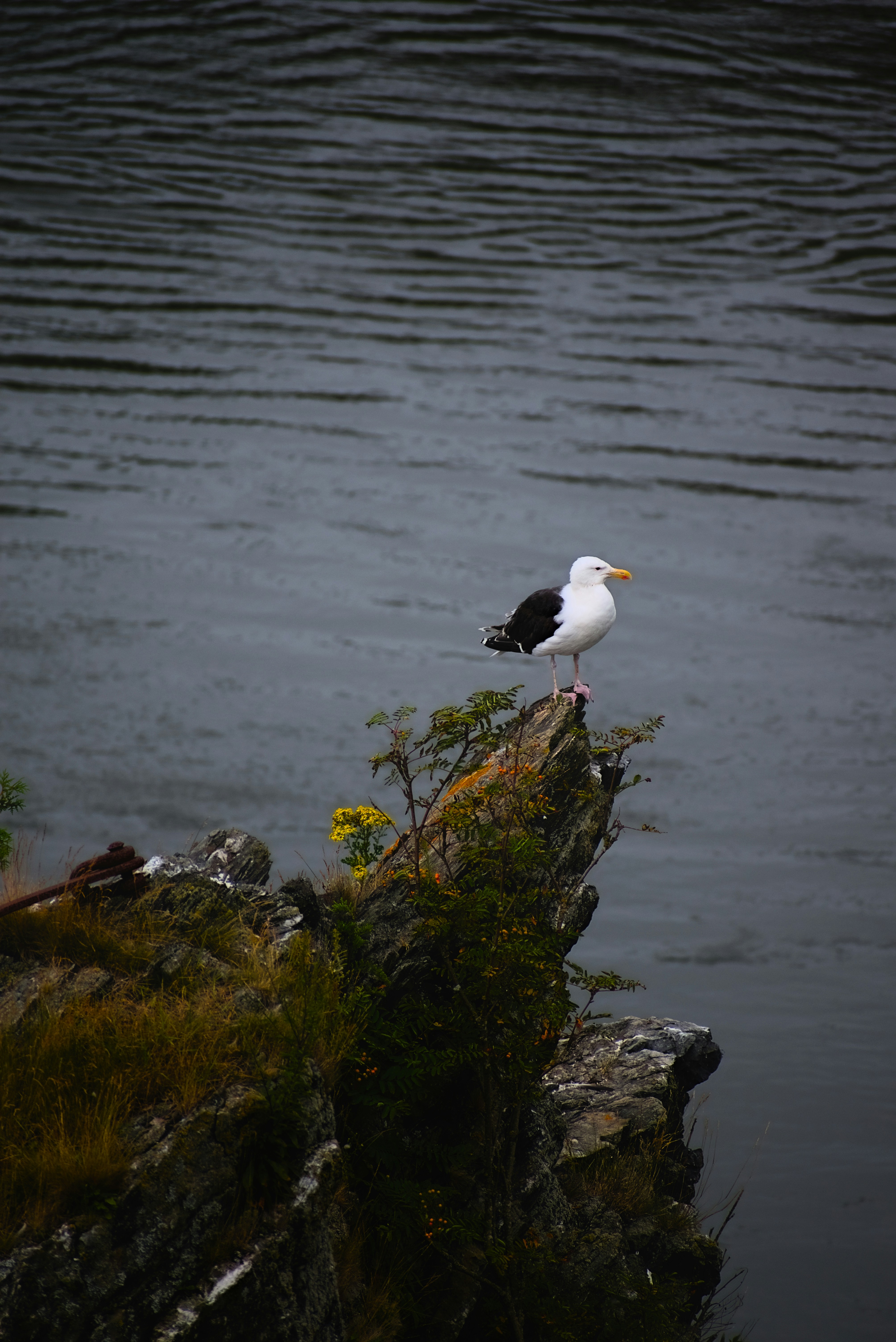 A seagull standing on a sharp rock, staring into ocean.