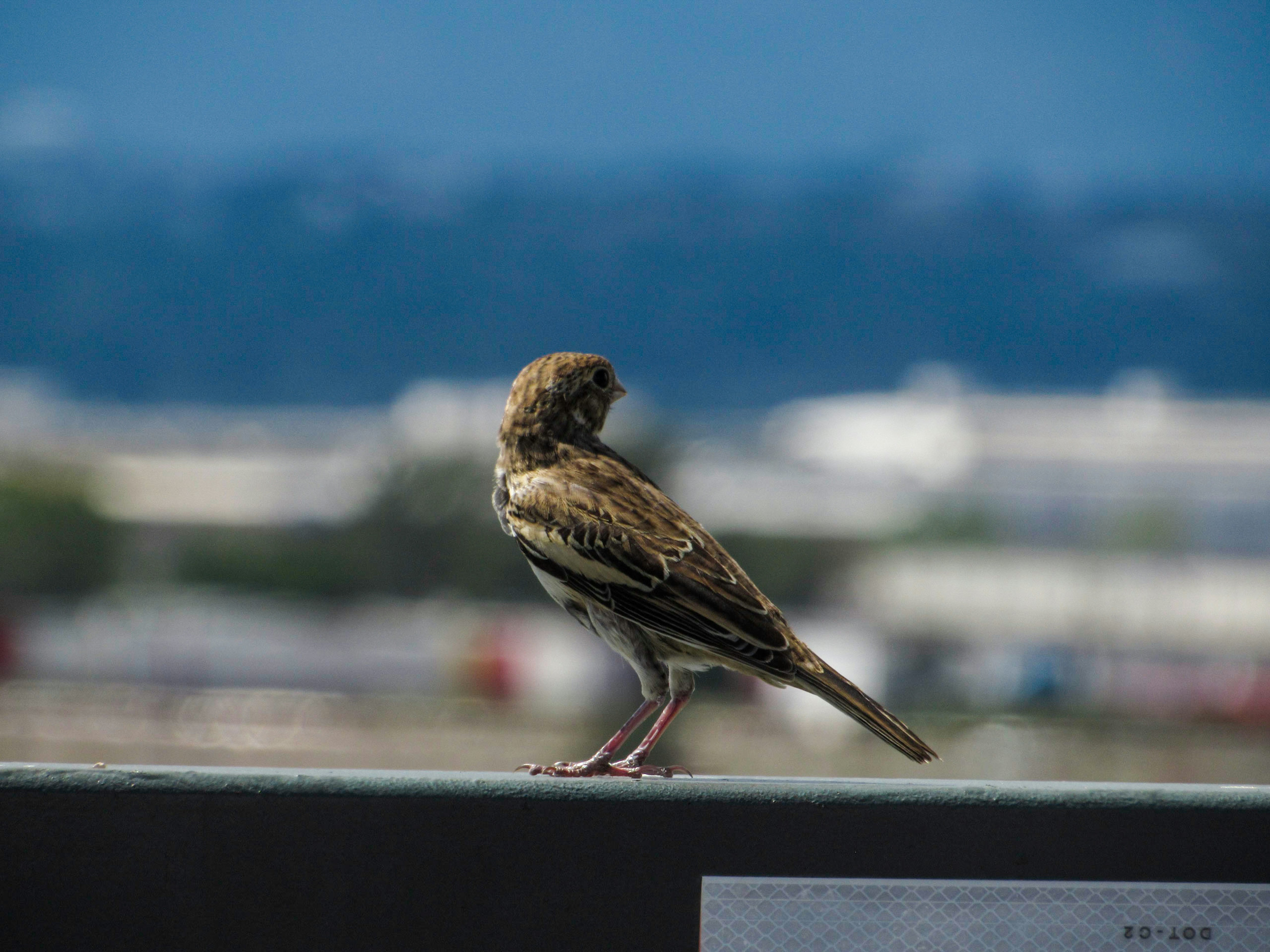 a bird standing on a railing