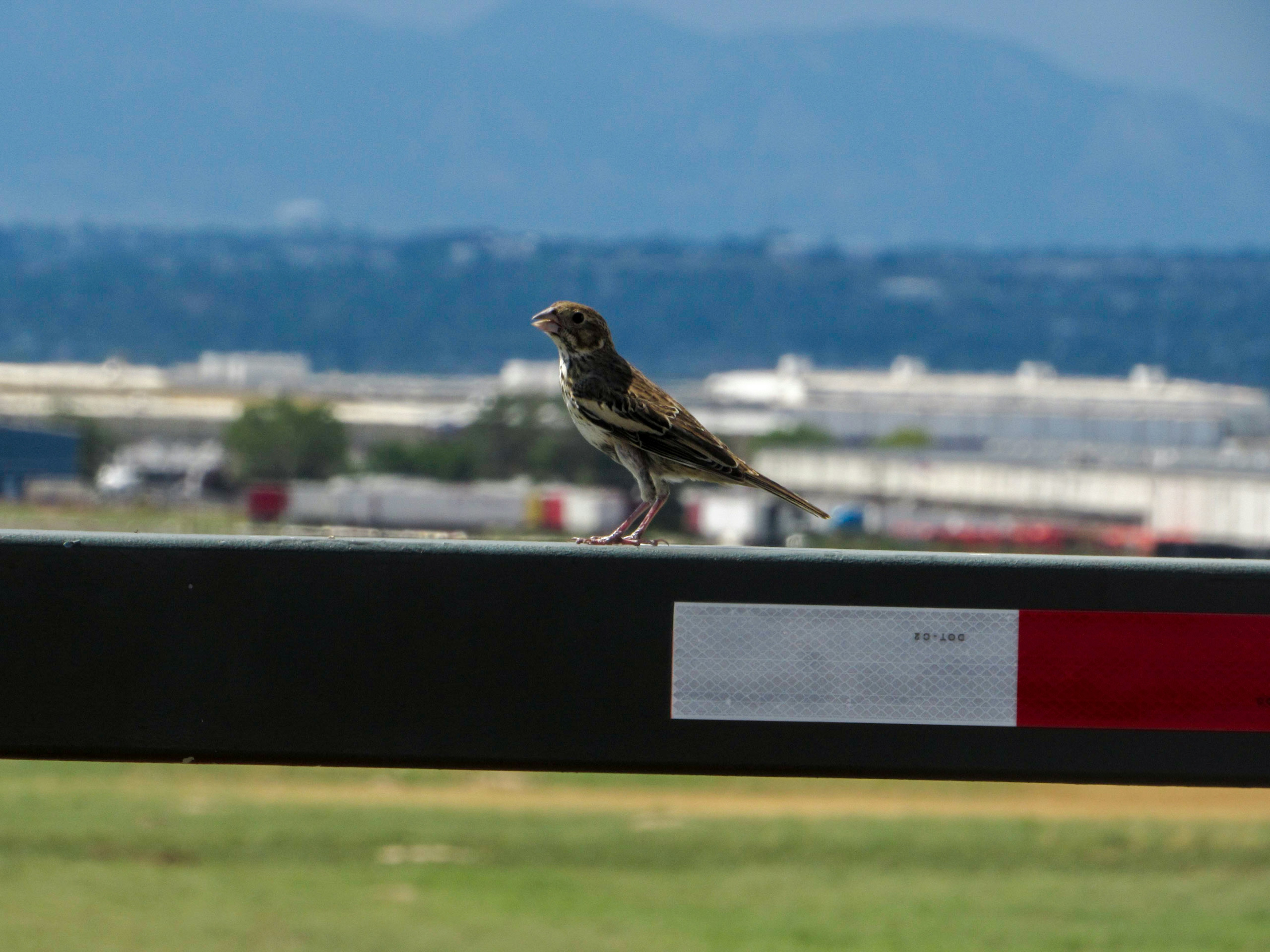 A bird on a ledge photo – Free Image on Unsplash