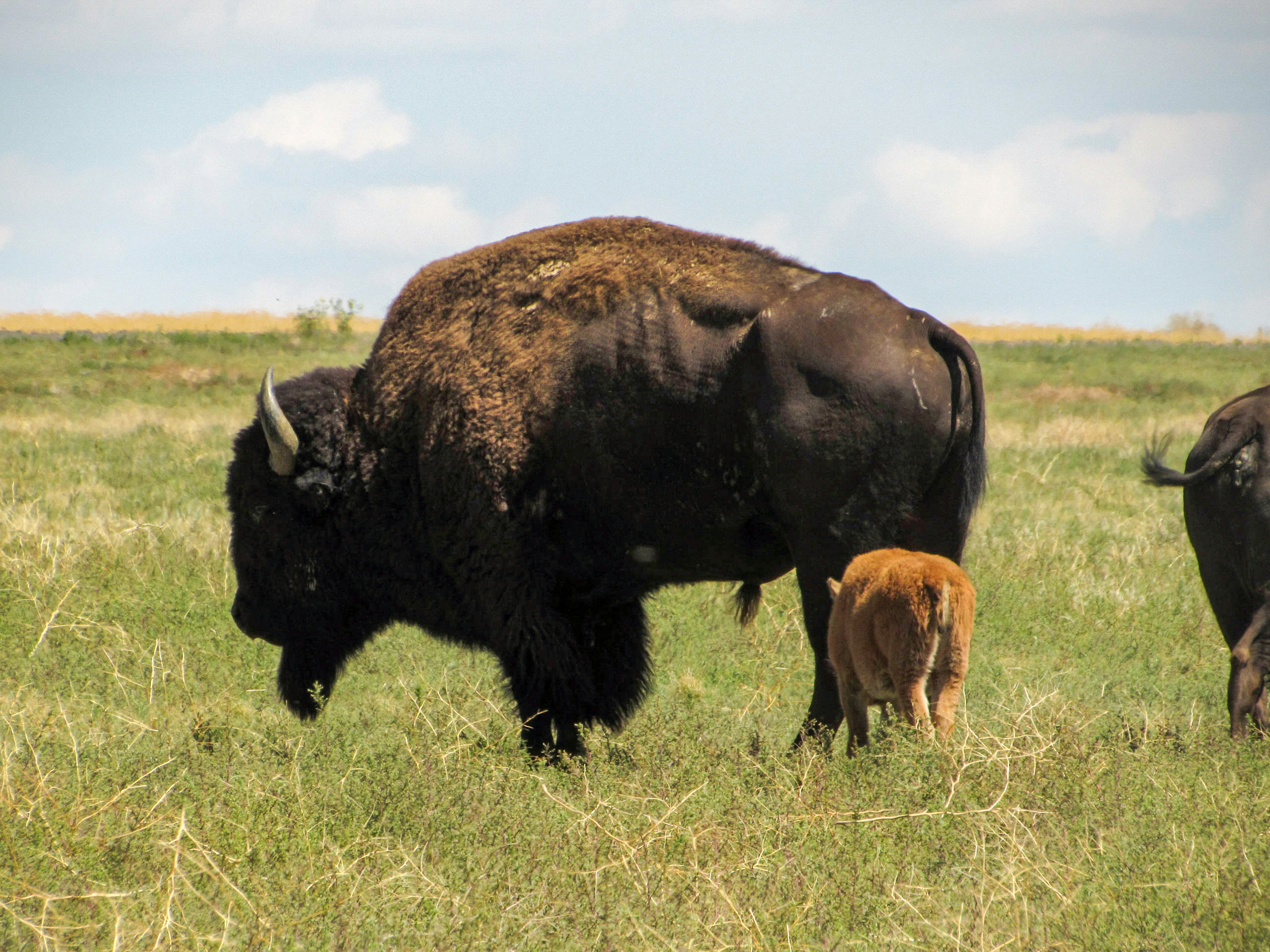 A group of buffalo in a field photo – Free Animal Image on Unsplash