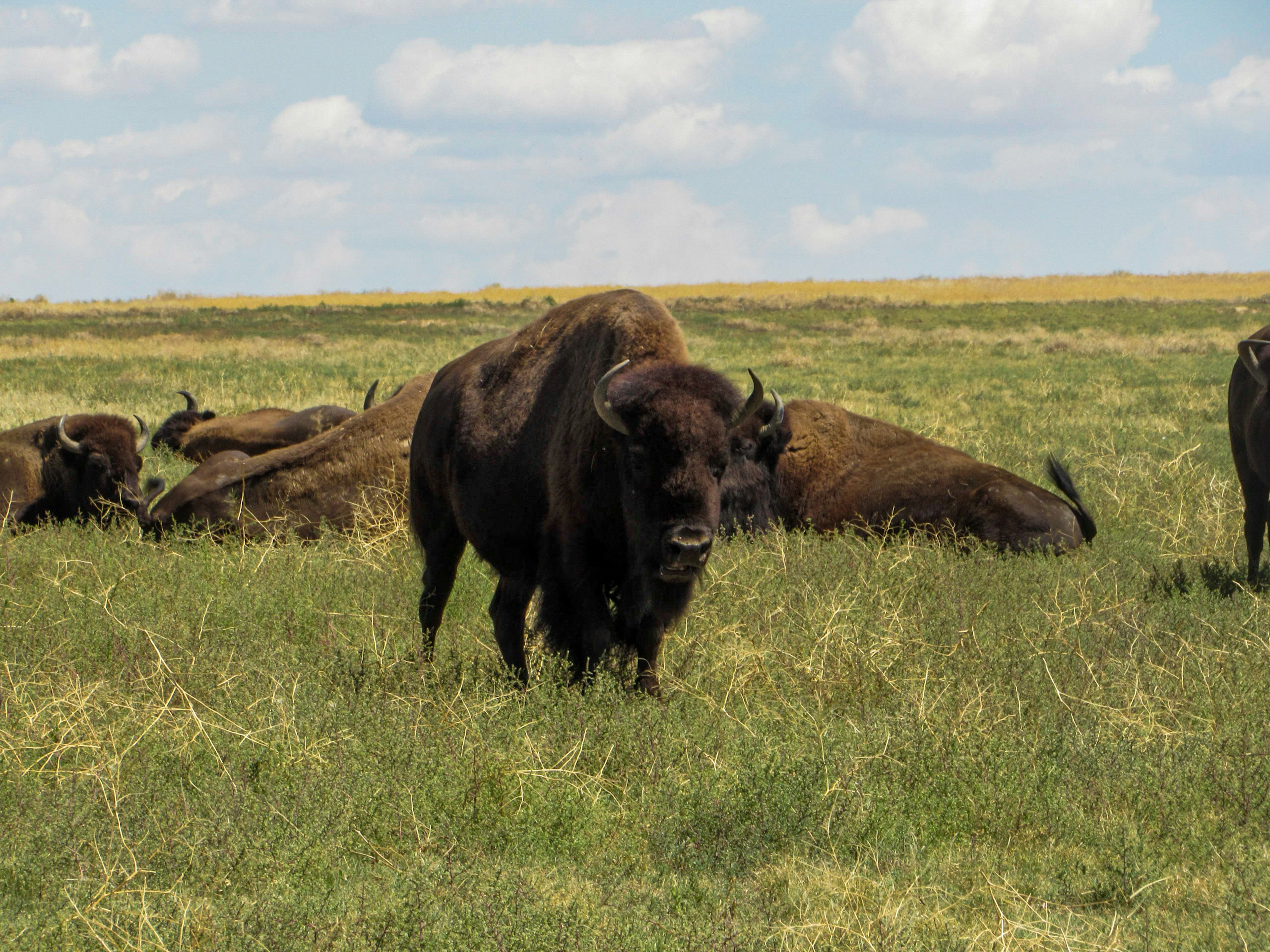 A group of buffalo in a field photo – Free Animal Image on Unsplash