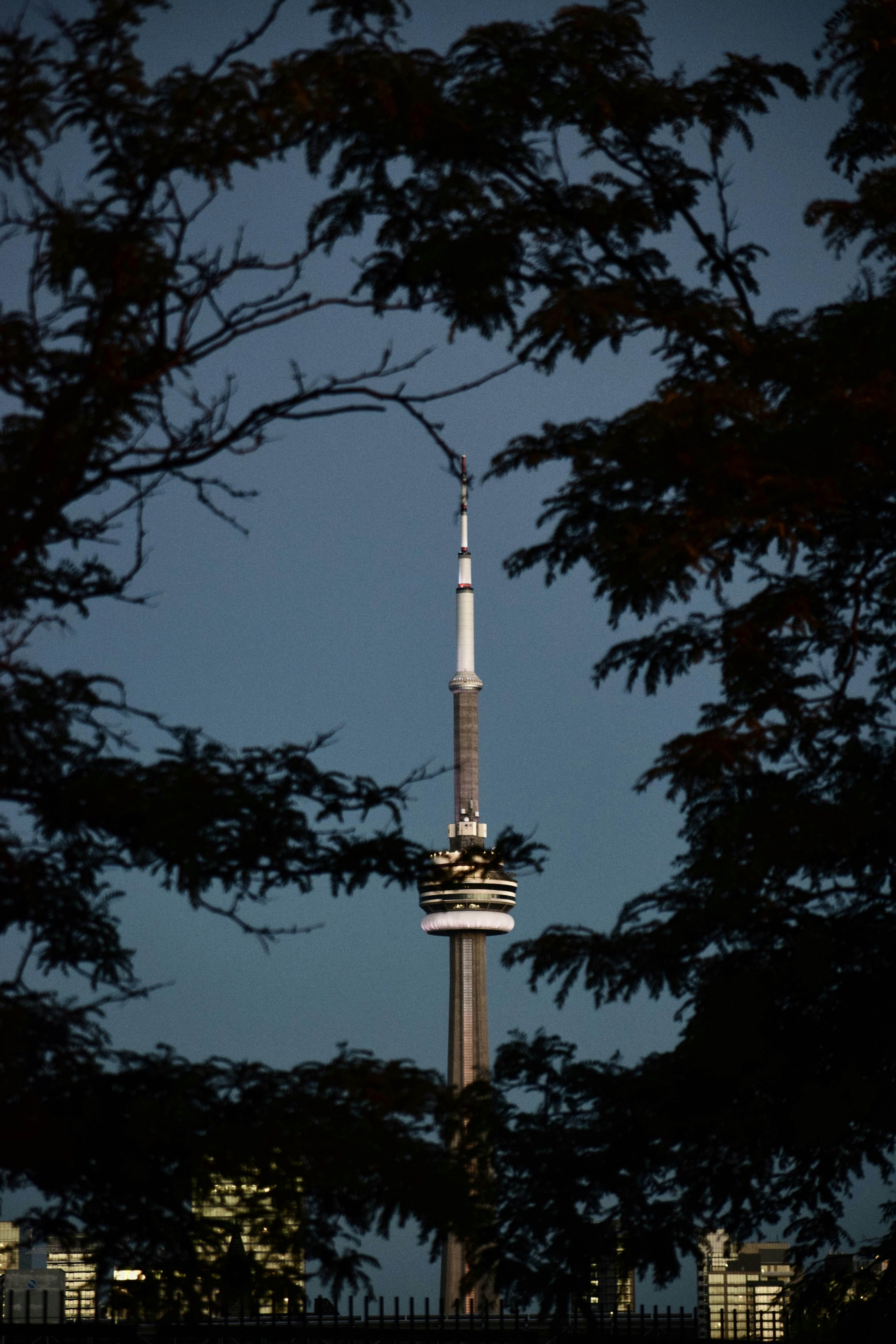 Twilight Needle: CN Tower Framed by Nightfall Foliage