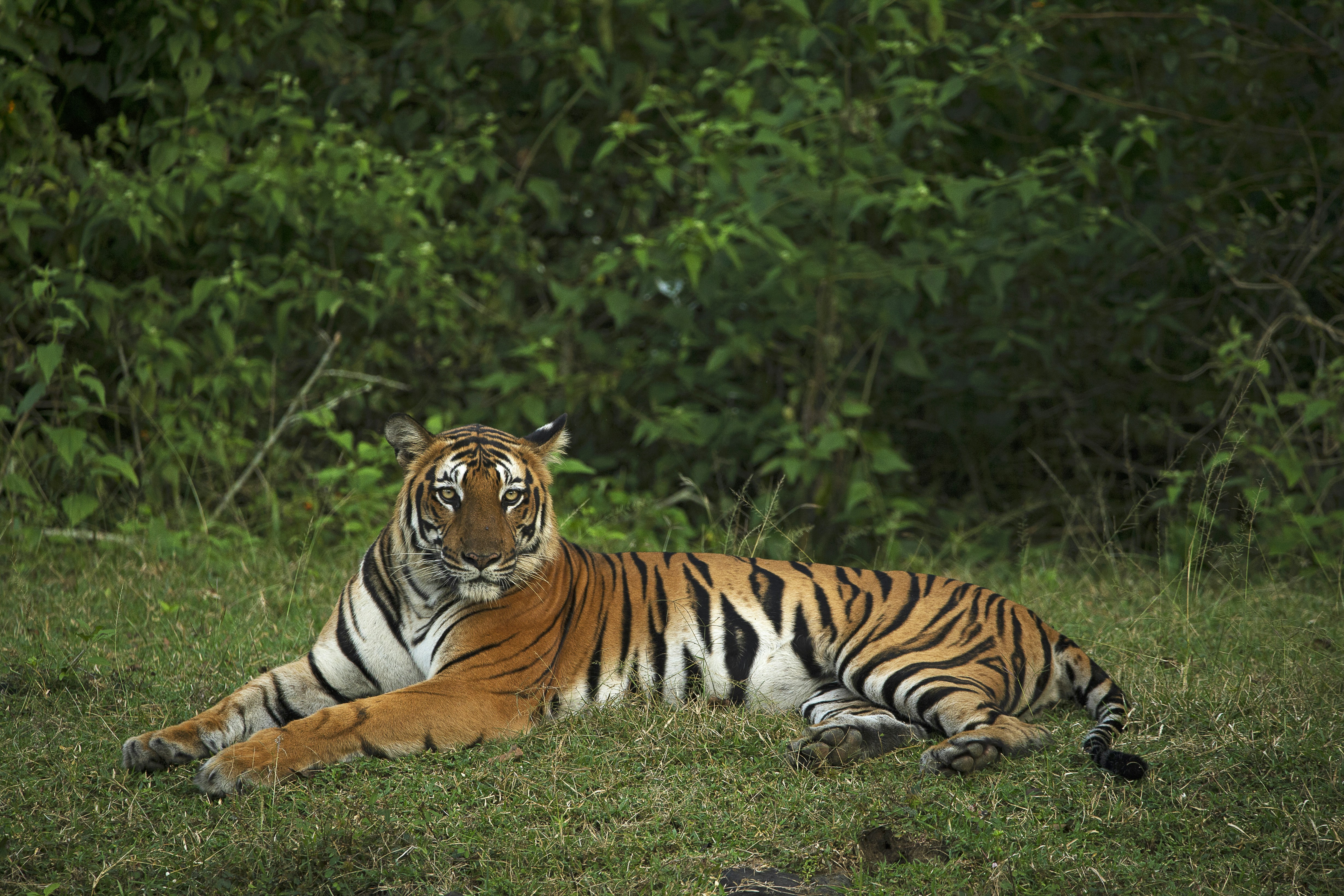 A tiger lying on grass photo – Free Animal Image on Unsplash
