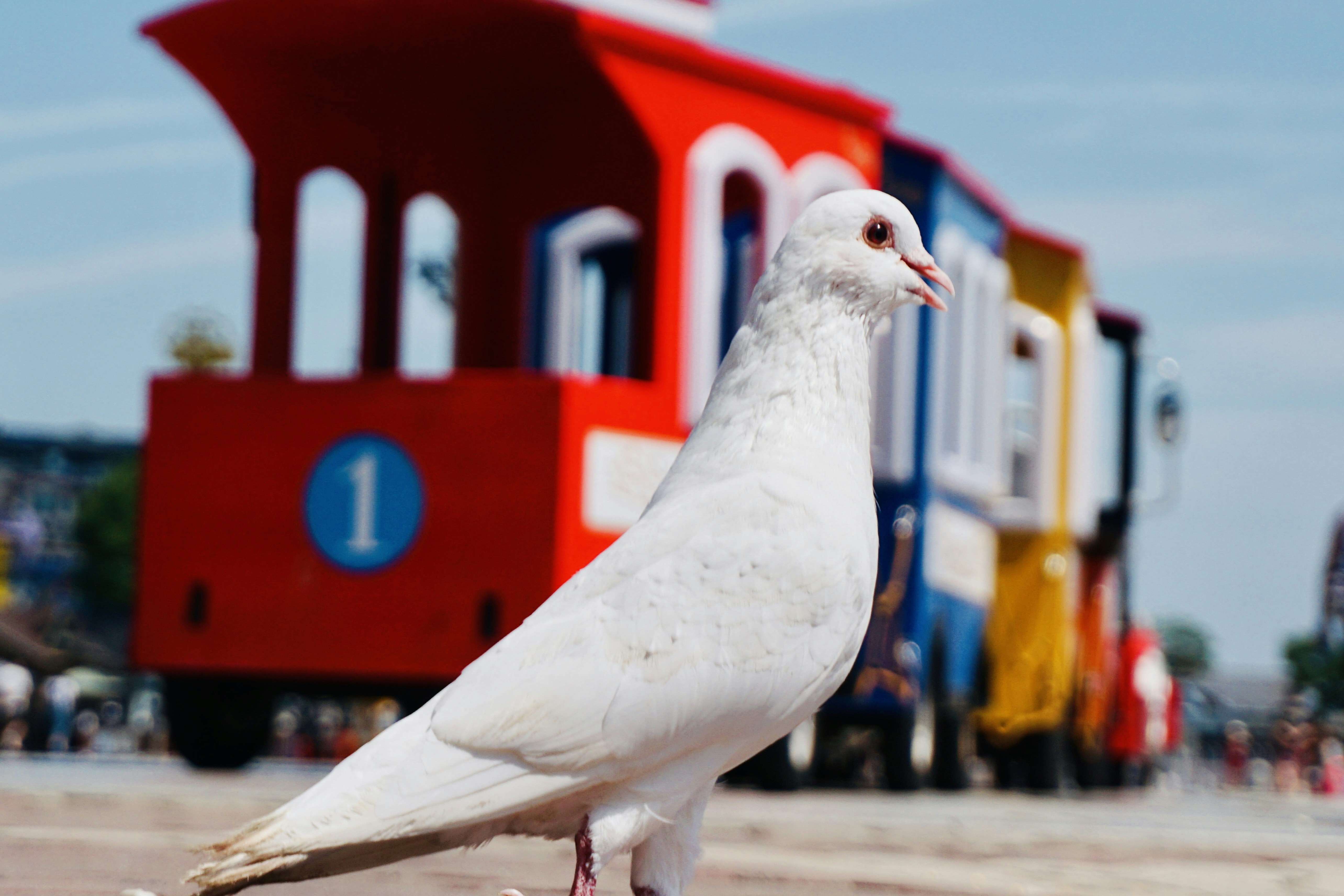 a white bird standing on a wood deck