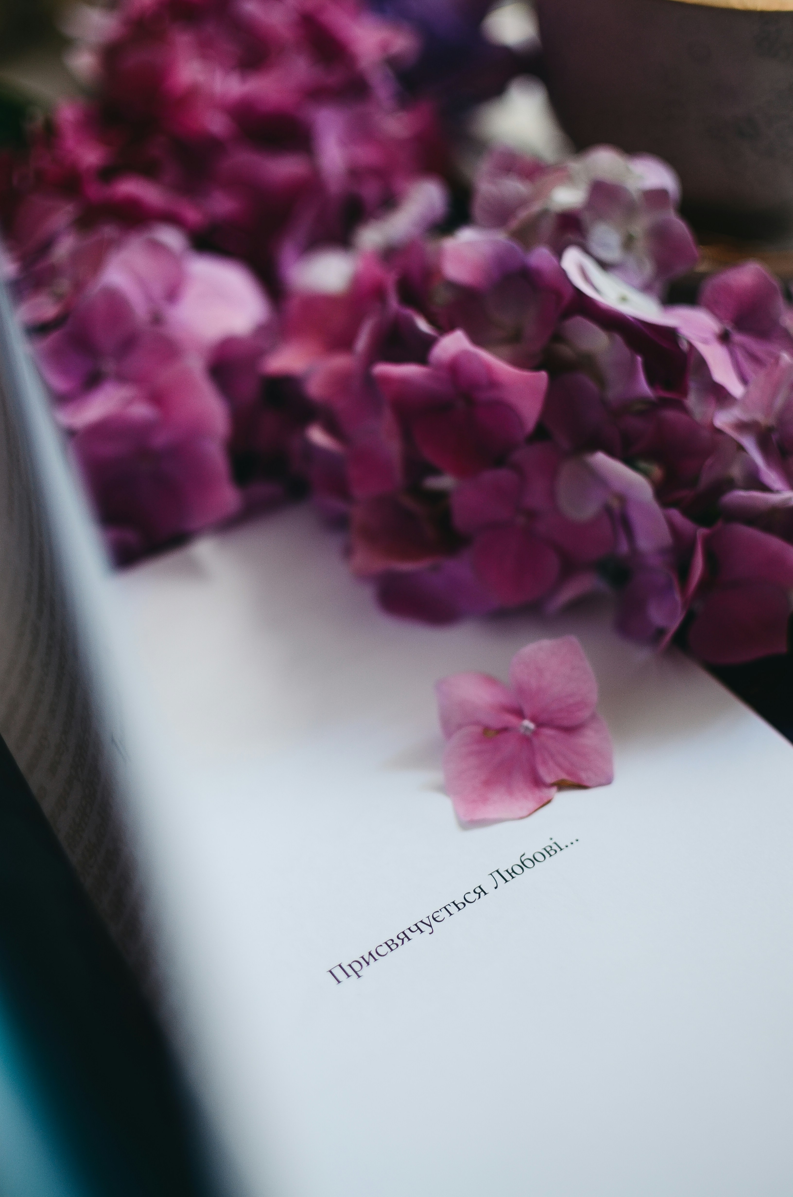 Mauve Hydrangea Petals Framing a Quiet Love Note