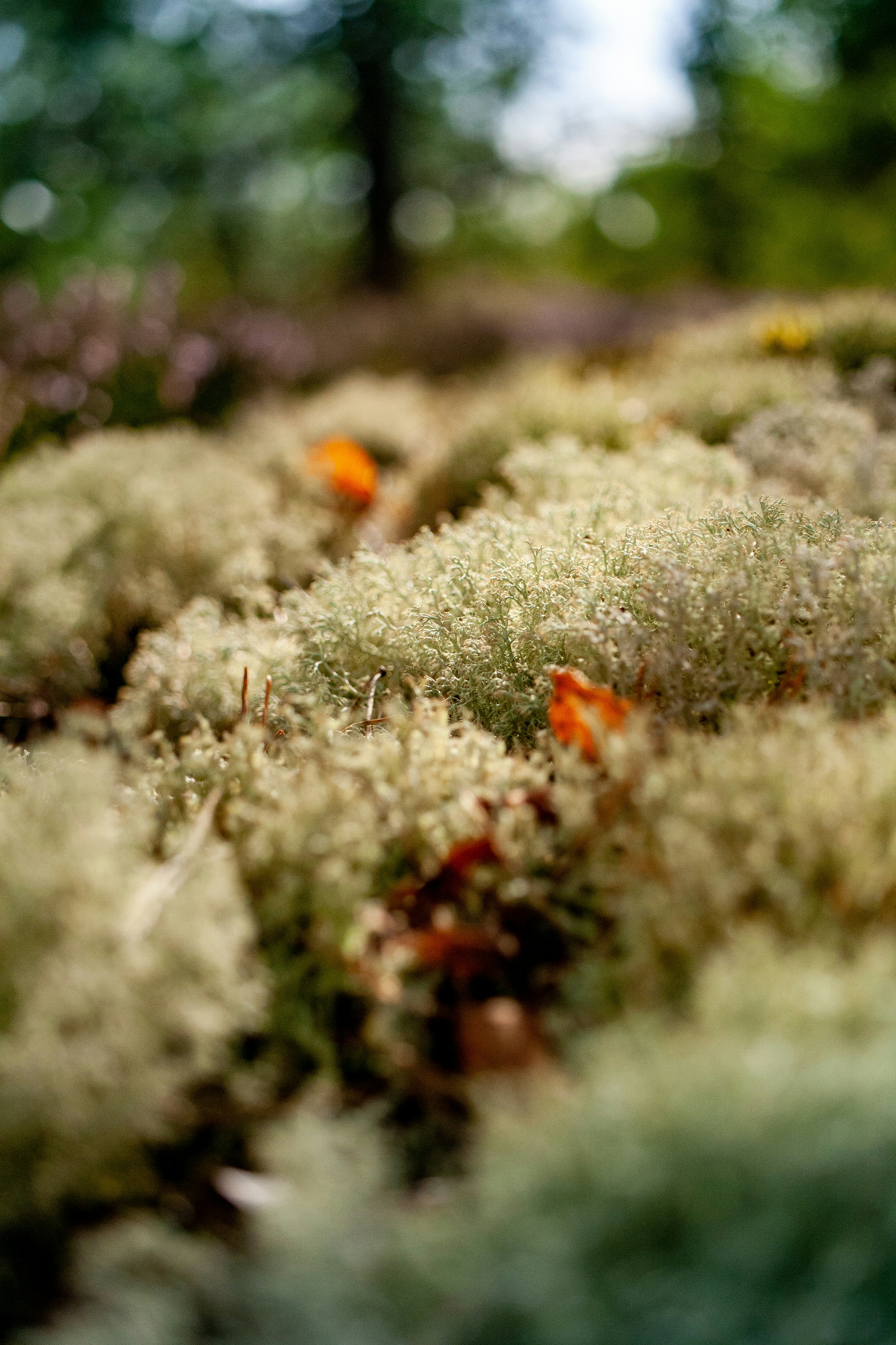 Moss Carpet in Dappled Light: Autumn Leaves on a Quiet Forest Floor