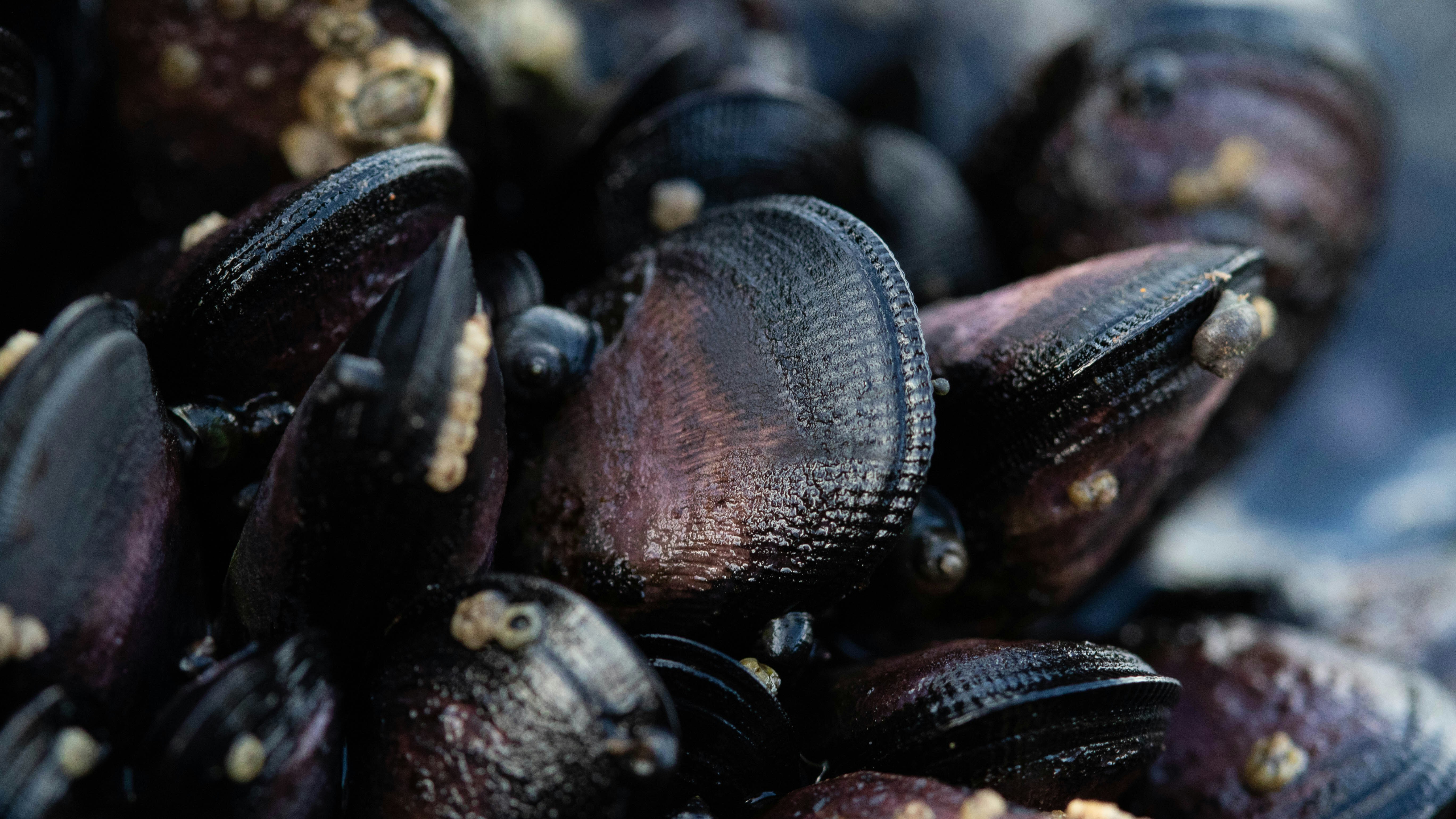 A close up of a pile of black and brown objects photo – Free Image on ...