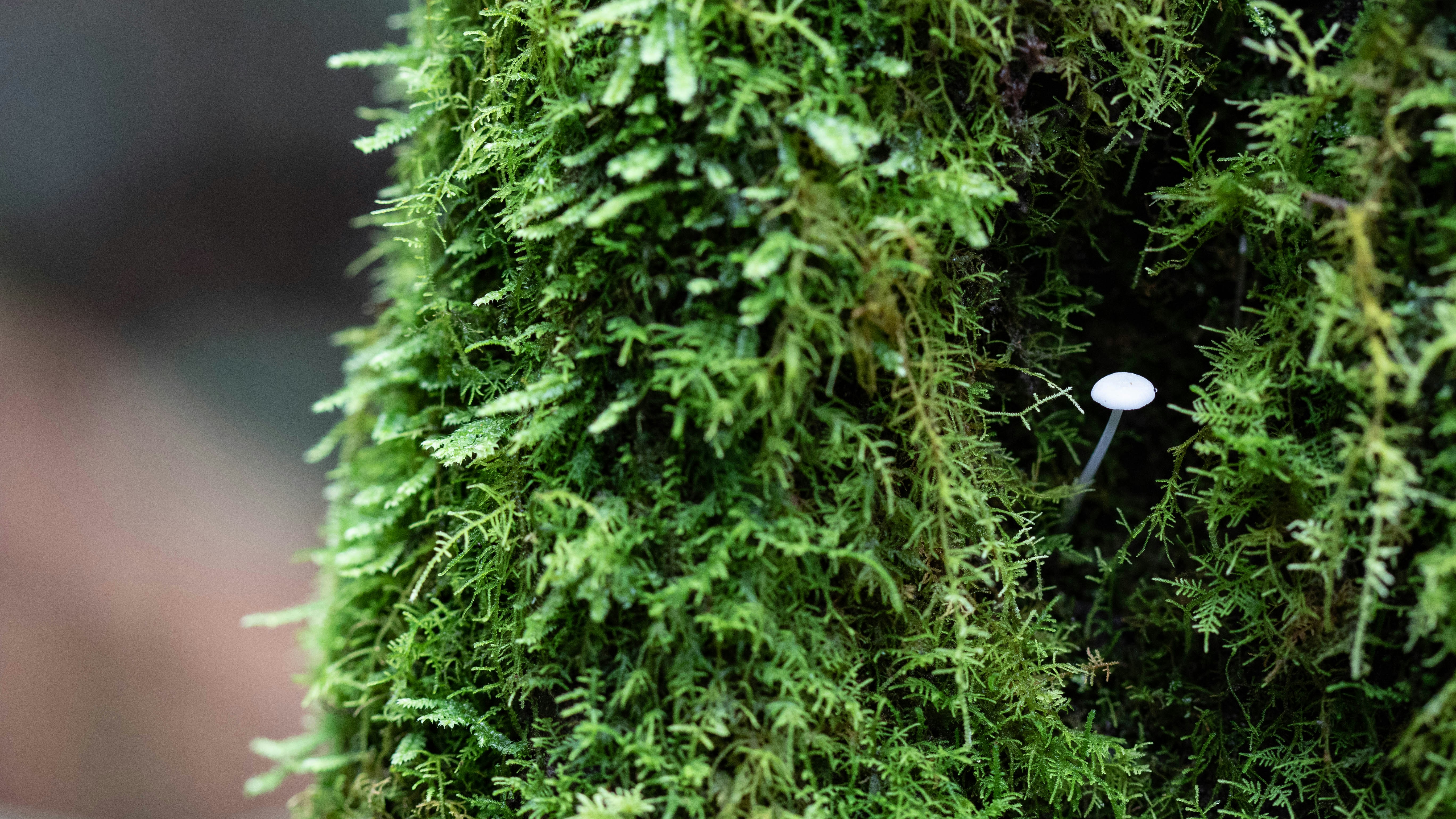 Mossy Apex with a Single Dotted Mushroom Spore