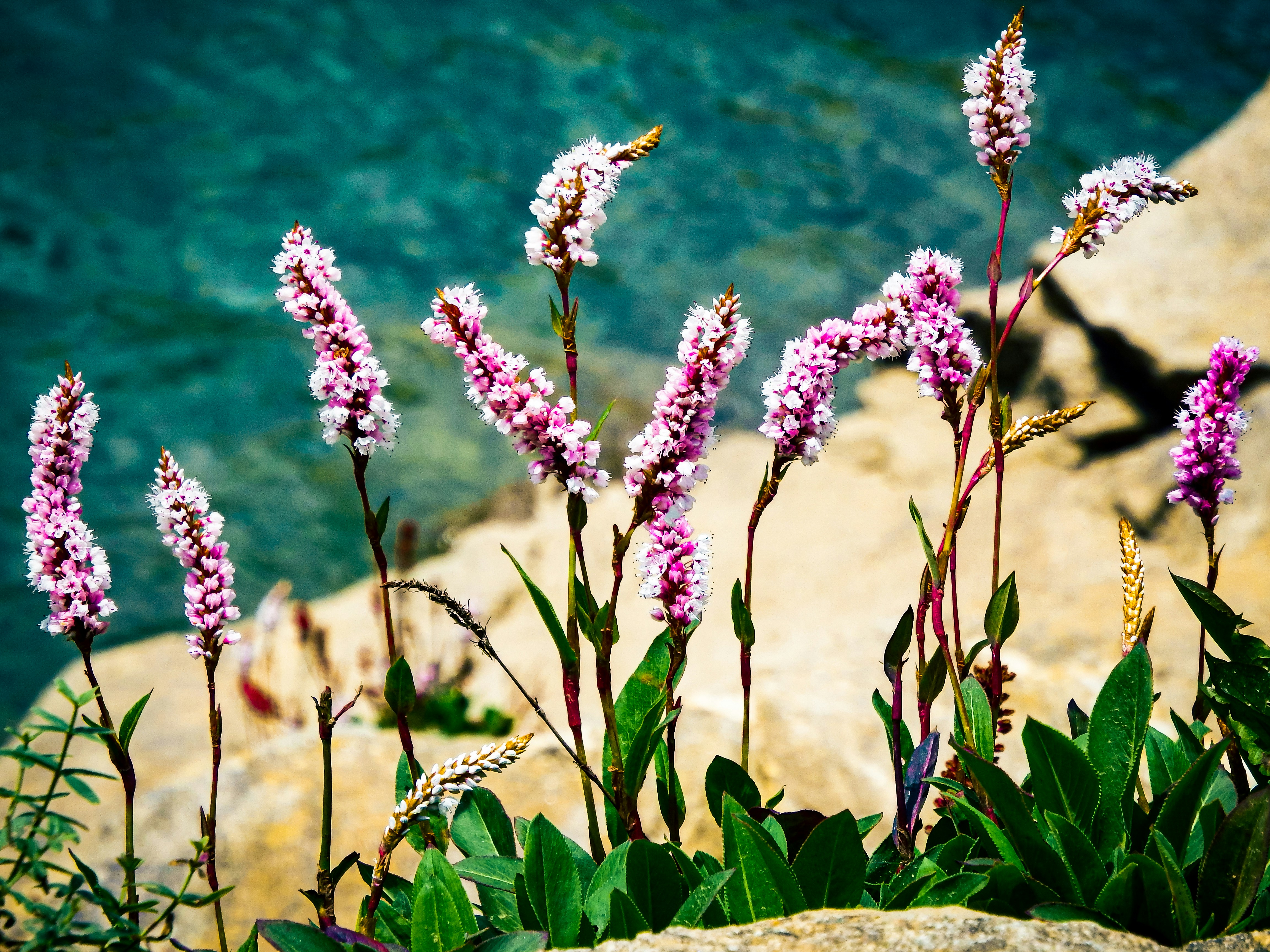 Pink wildflowers sway against a backdrop of turquoise water and sandy rocks.