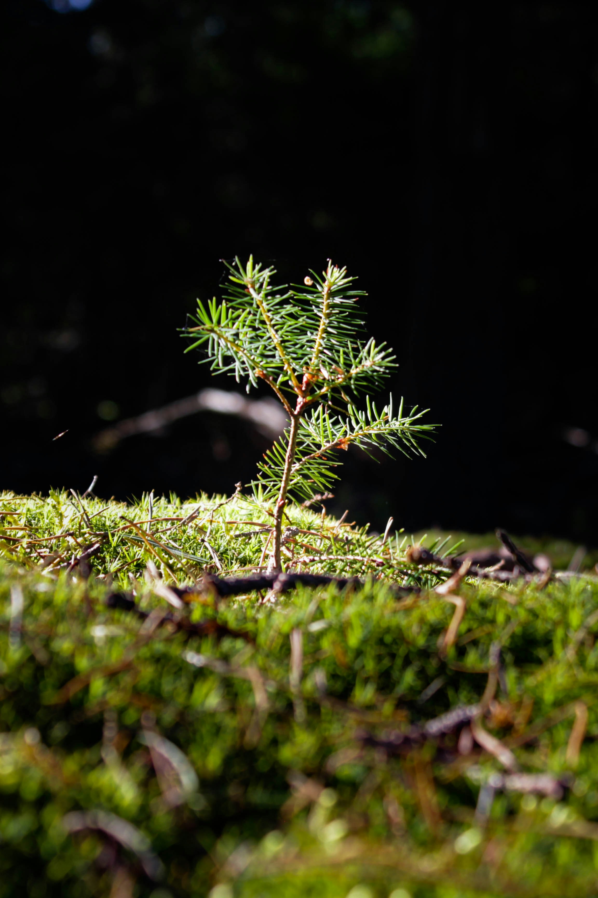 A twig standing up from the forest floor. | a small plant growing in the ground
