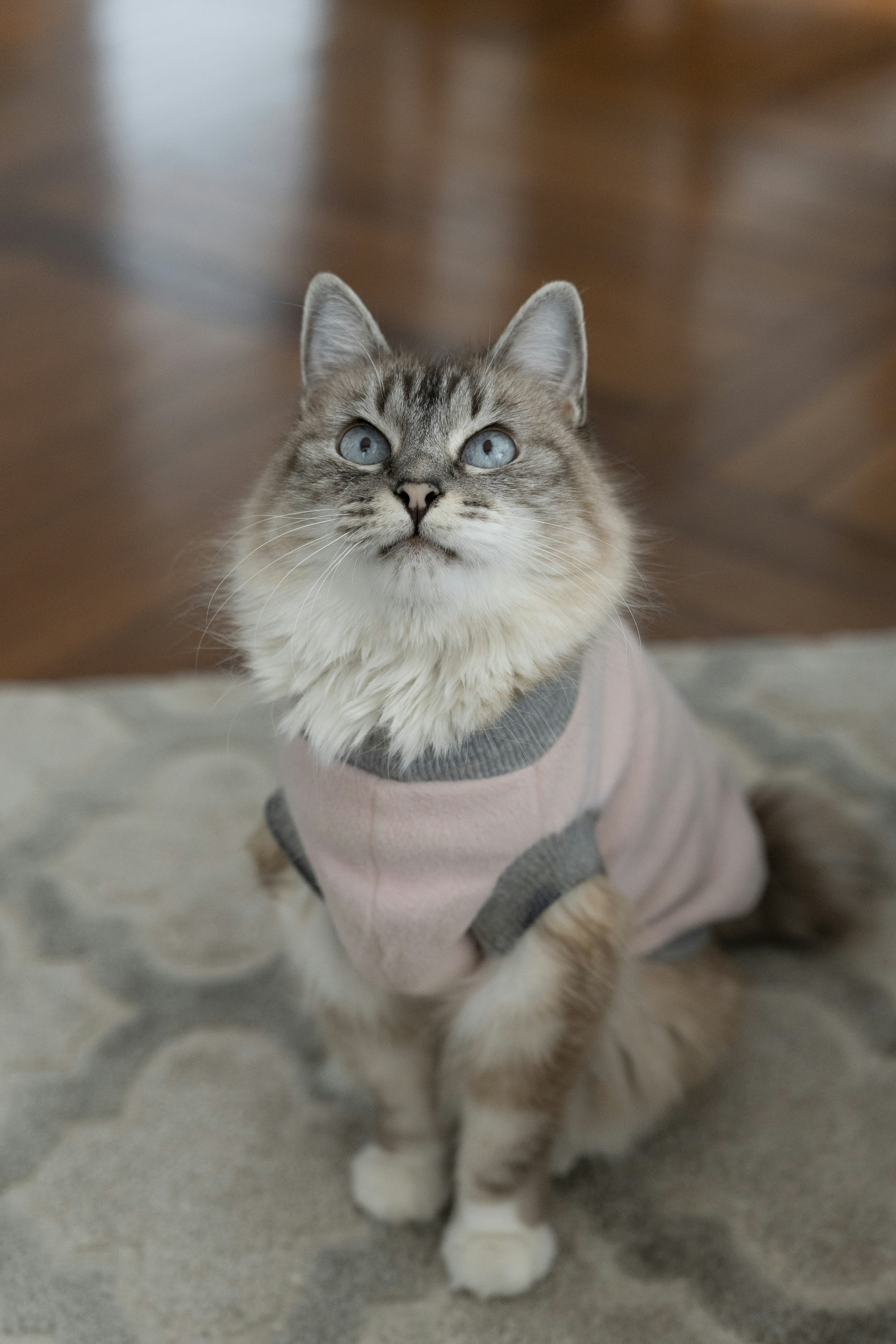 Skyward Gaze: Fluffy Cat in a Pink Sweater on an Indoor Rug