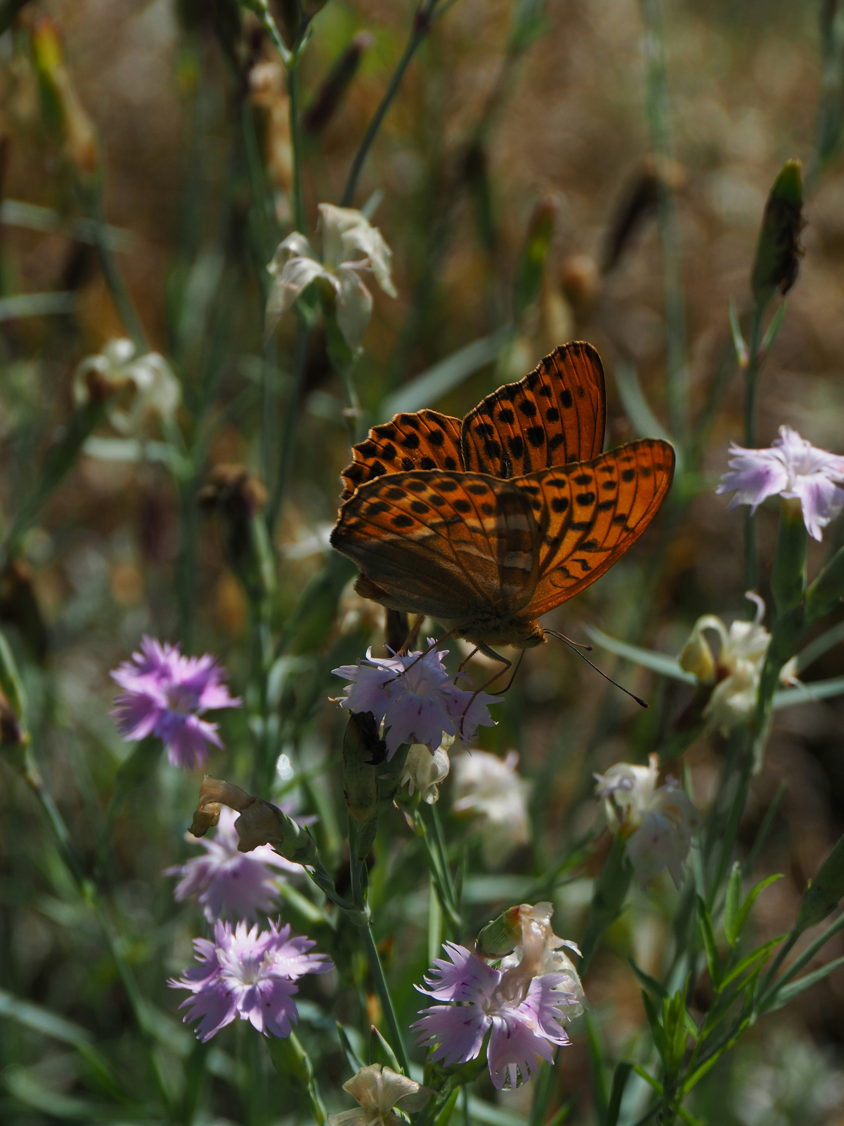 Amber Wings Among Violet Blooms in a Sunlit Meadow
