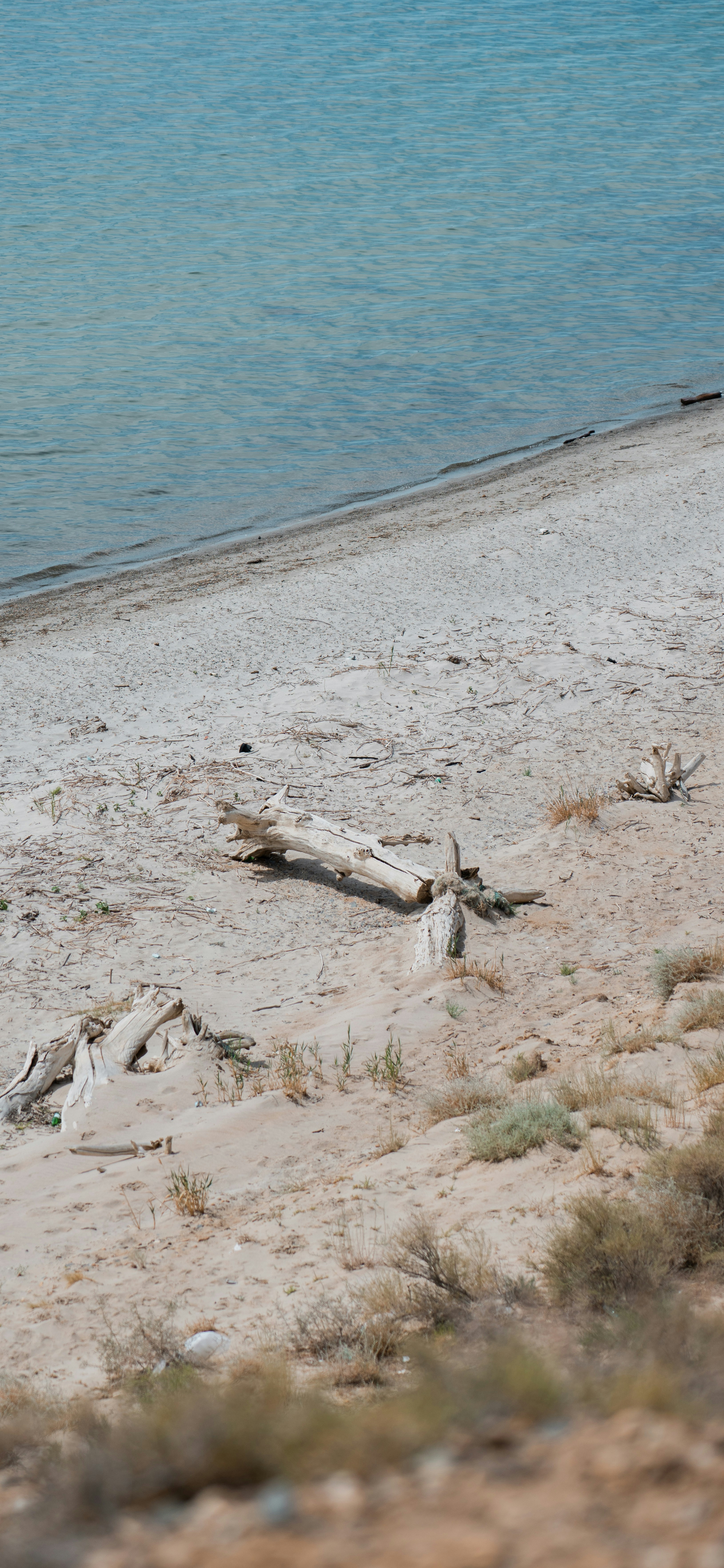 Driftwood Sentinel on a Quiet Shore