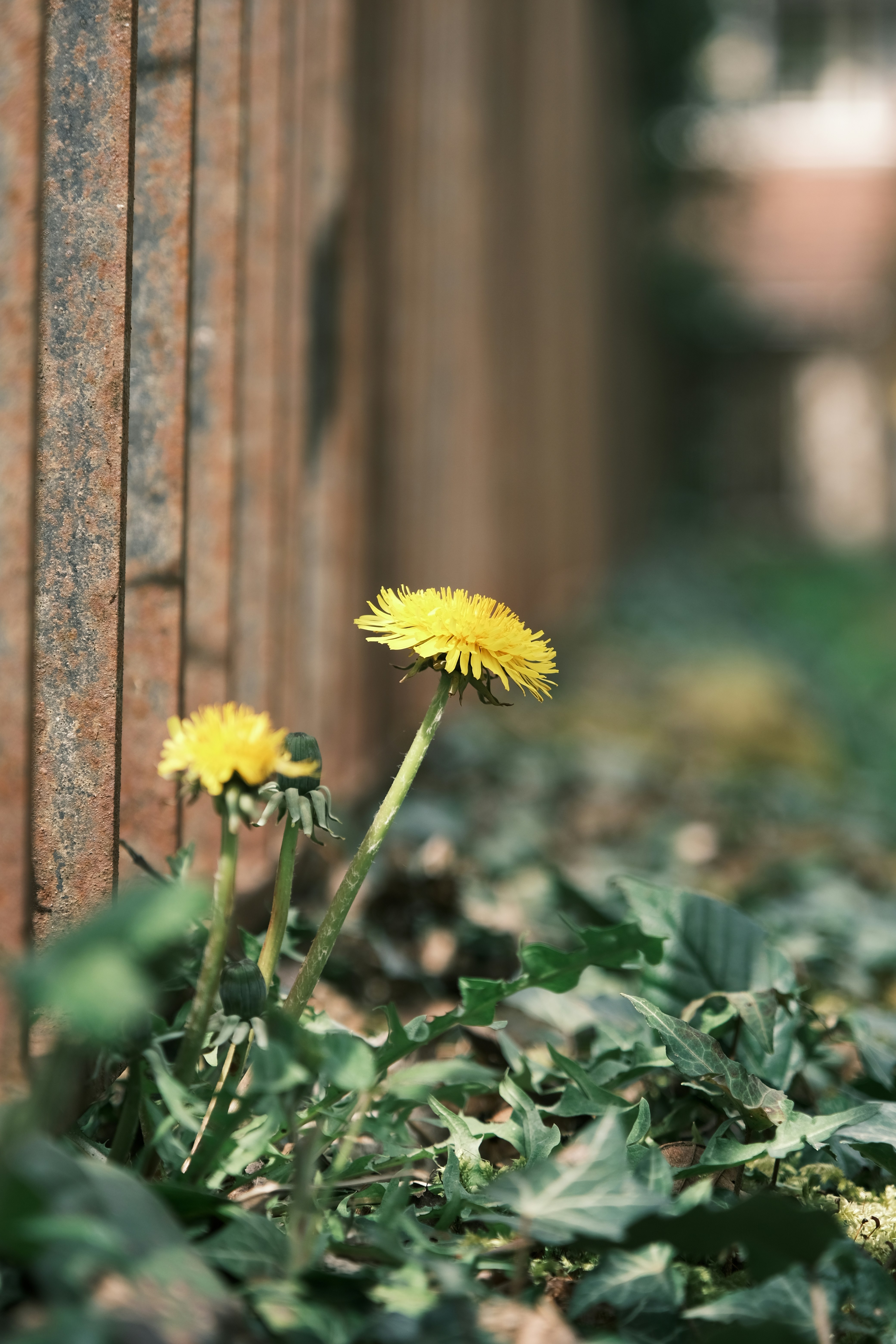 Photo by Jeroen van Nierop with Fujifilm X-T4