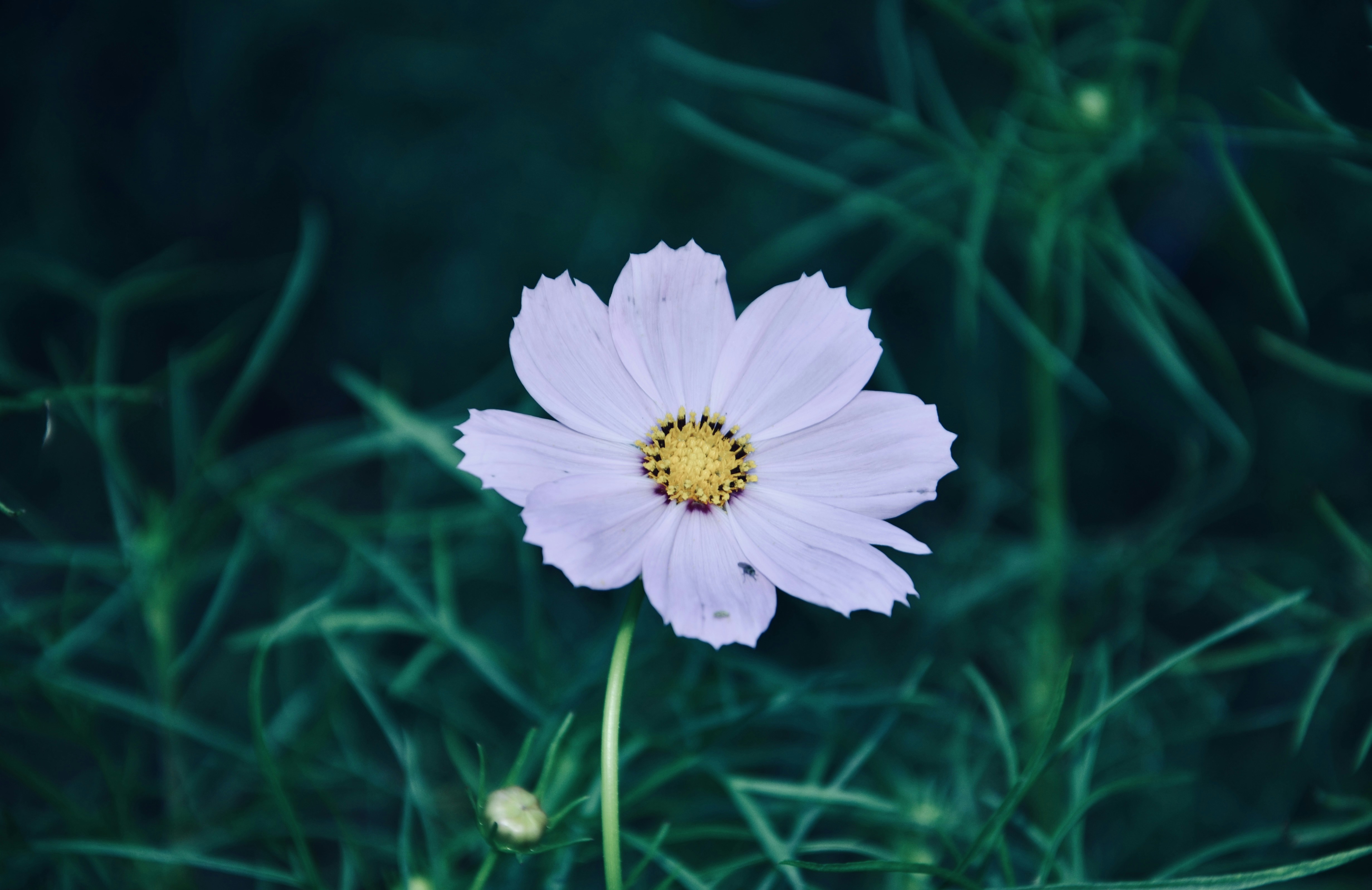 A flower in a field of grass photo – Free Dalian Image on Unsplash
