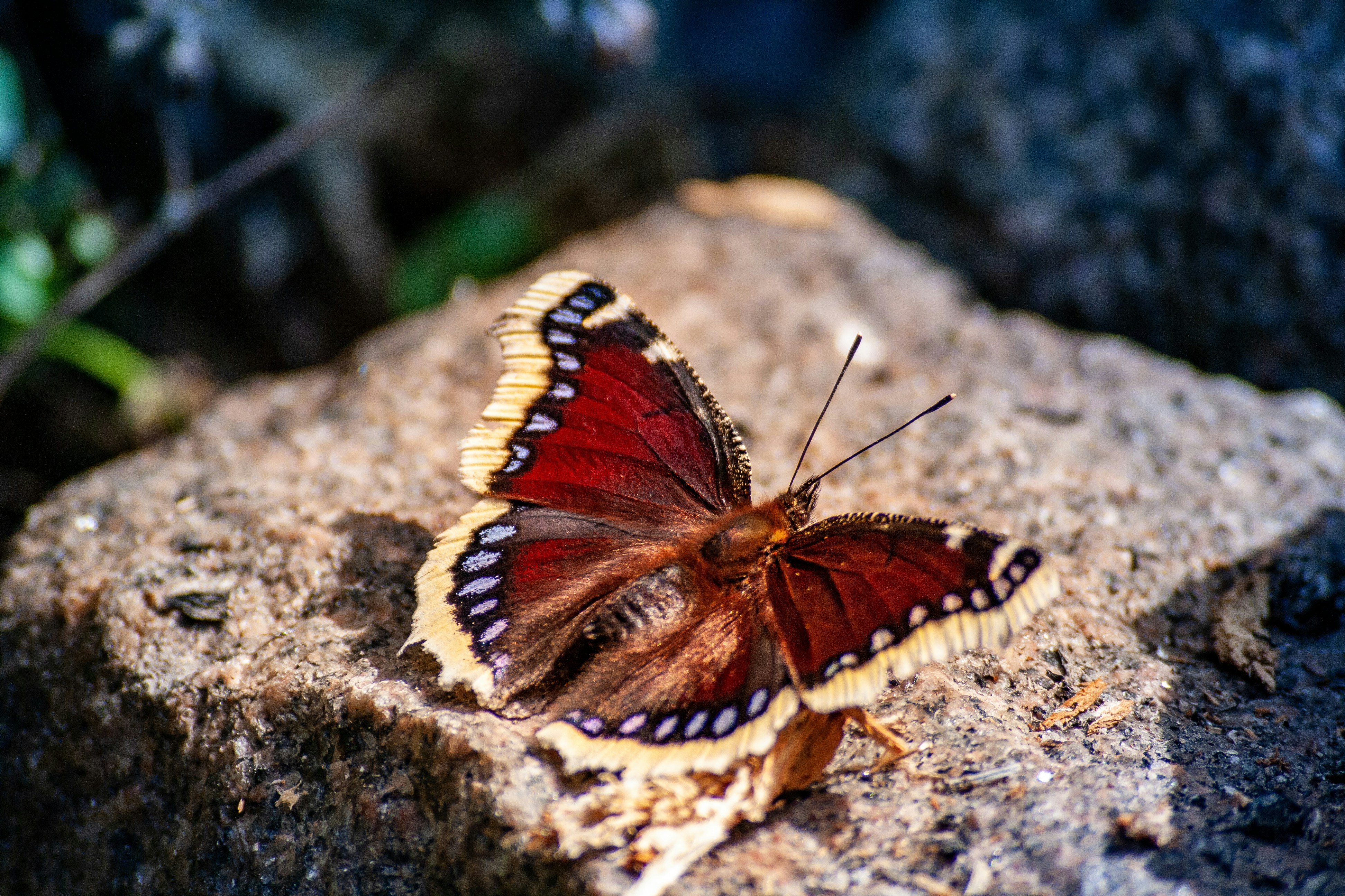 Crimson Wings on Granite: a butterfly's sunlit pause