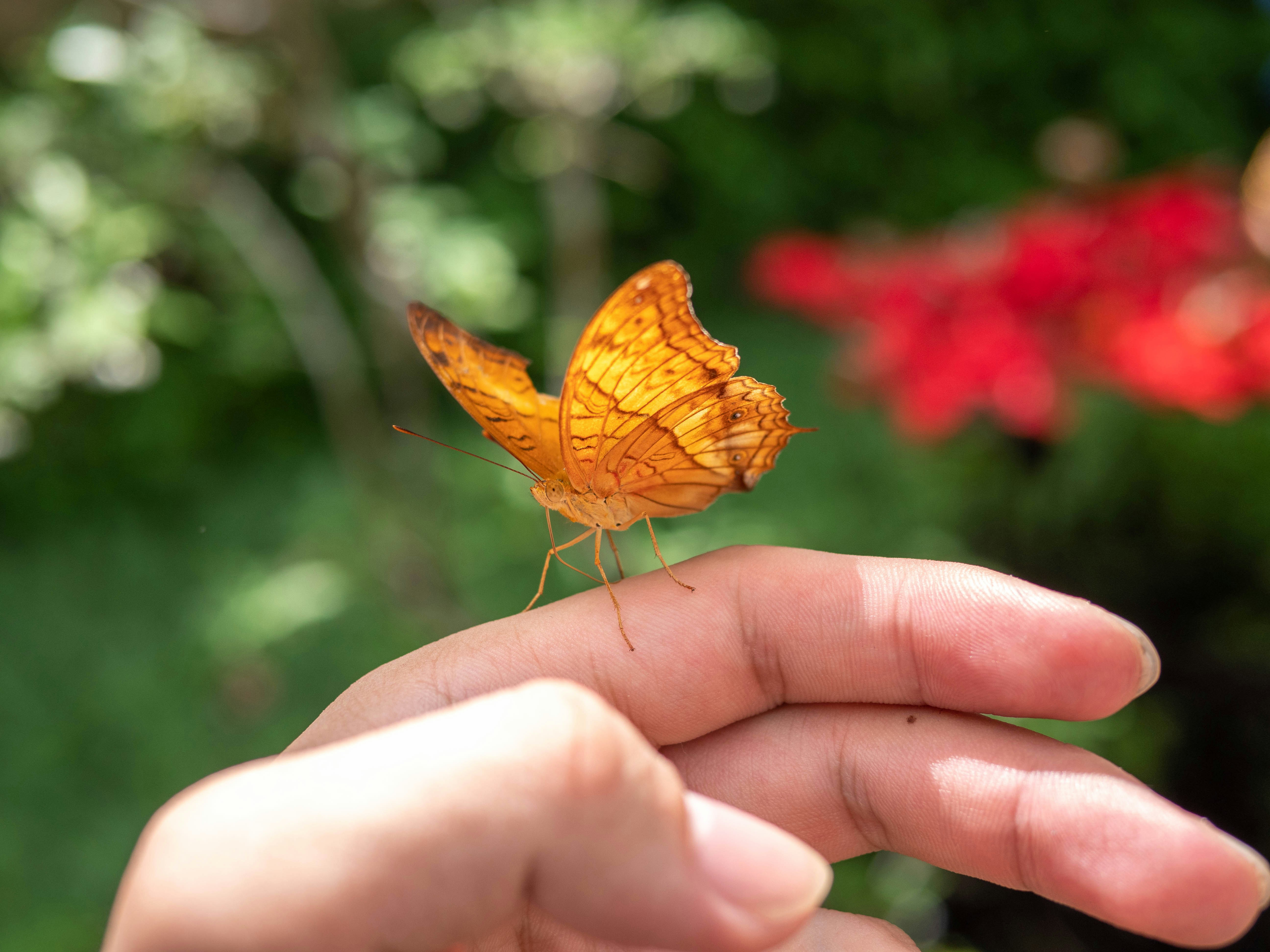 Orange butterfly on a delicate fingertip in a sunlit garden