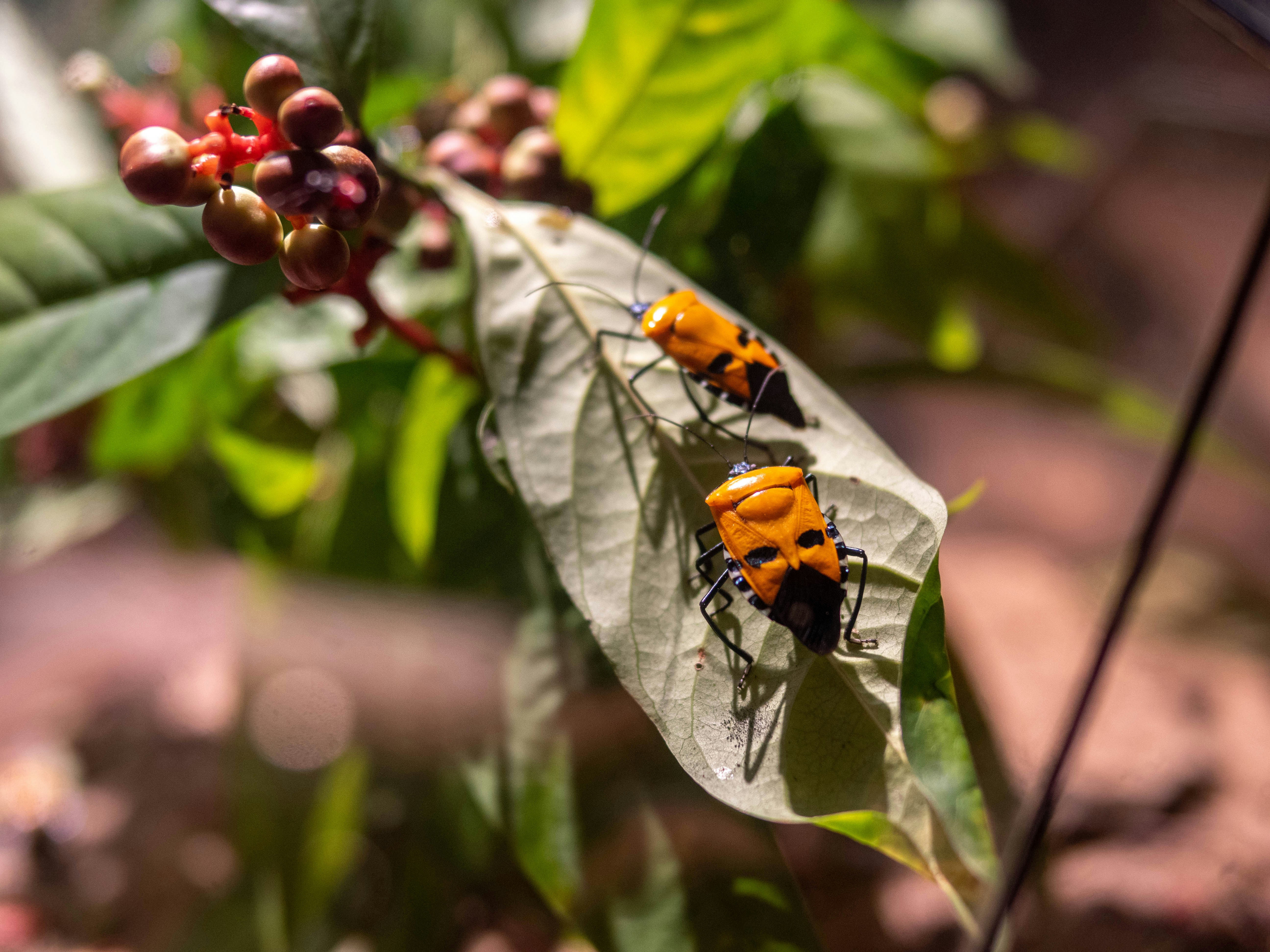 Orange-Black Beetles on a Foliage Fold