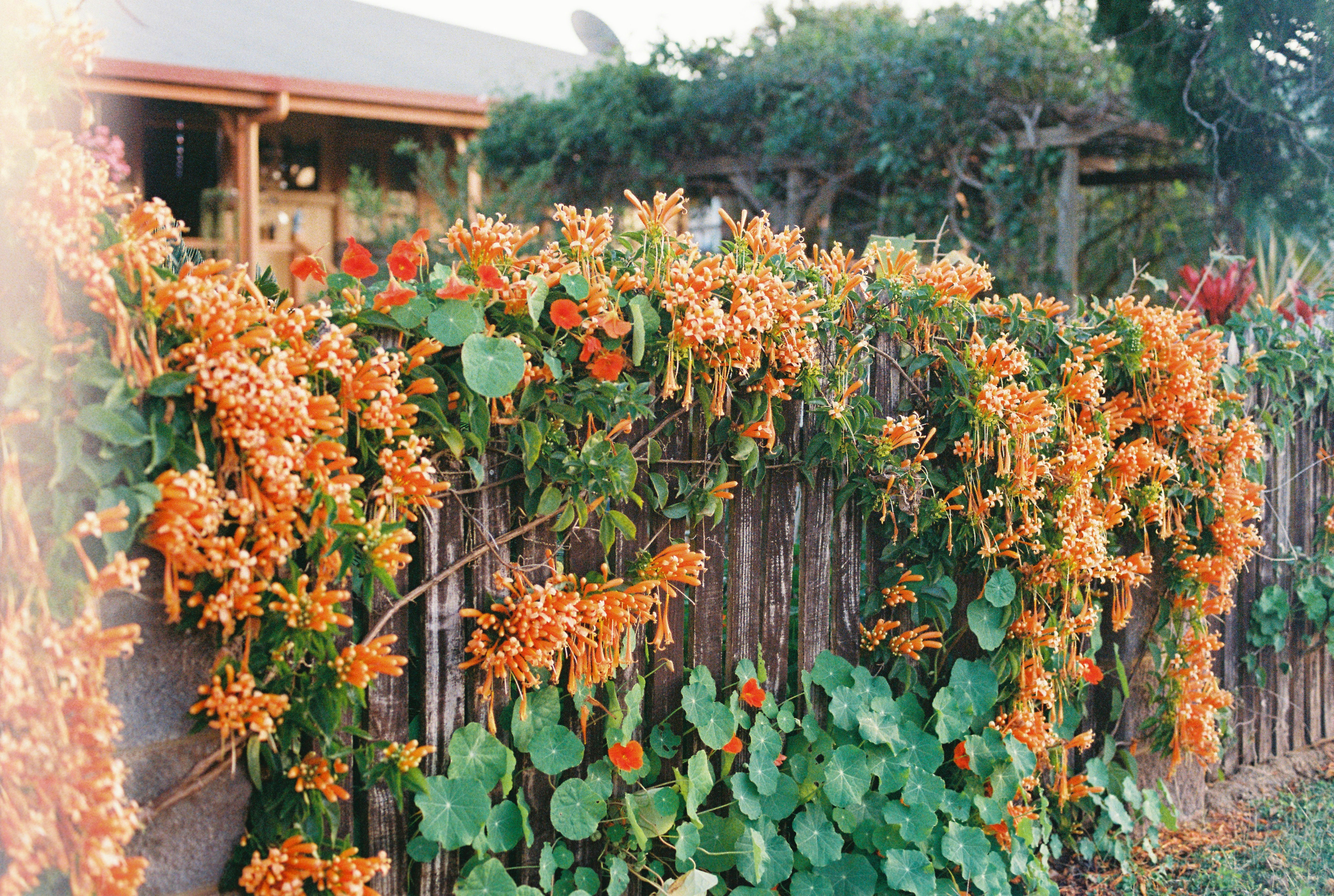 Citrus Blooms Cascading Over a Weathered Fence in a Sunlit Garden